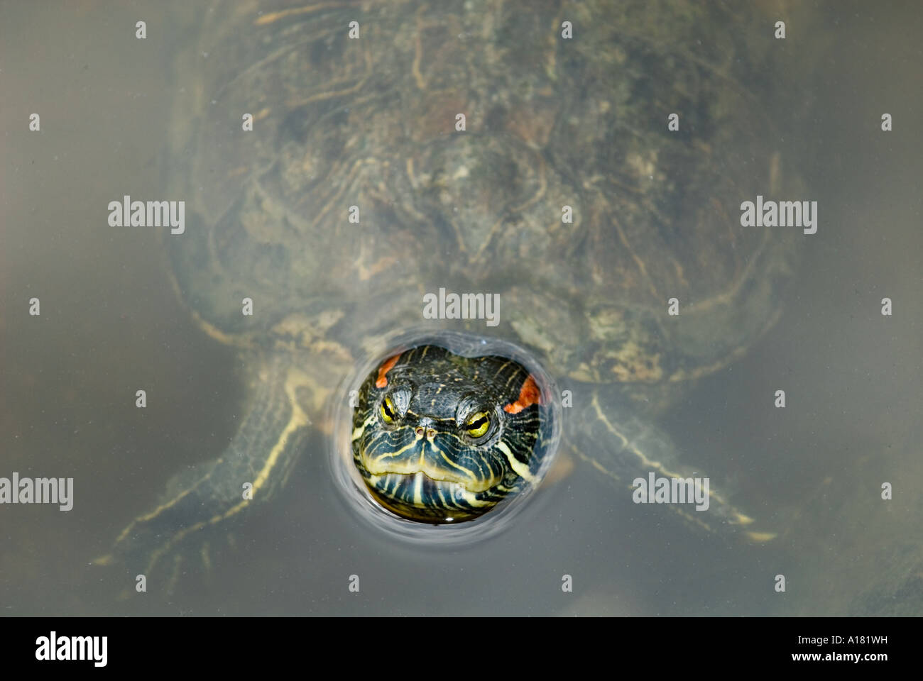 redeared red-eared red eared ear TERRAPIN turtle Wildlife observation ...