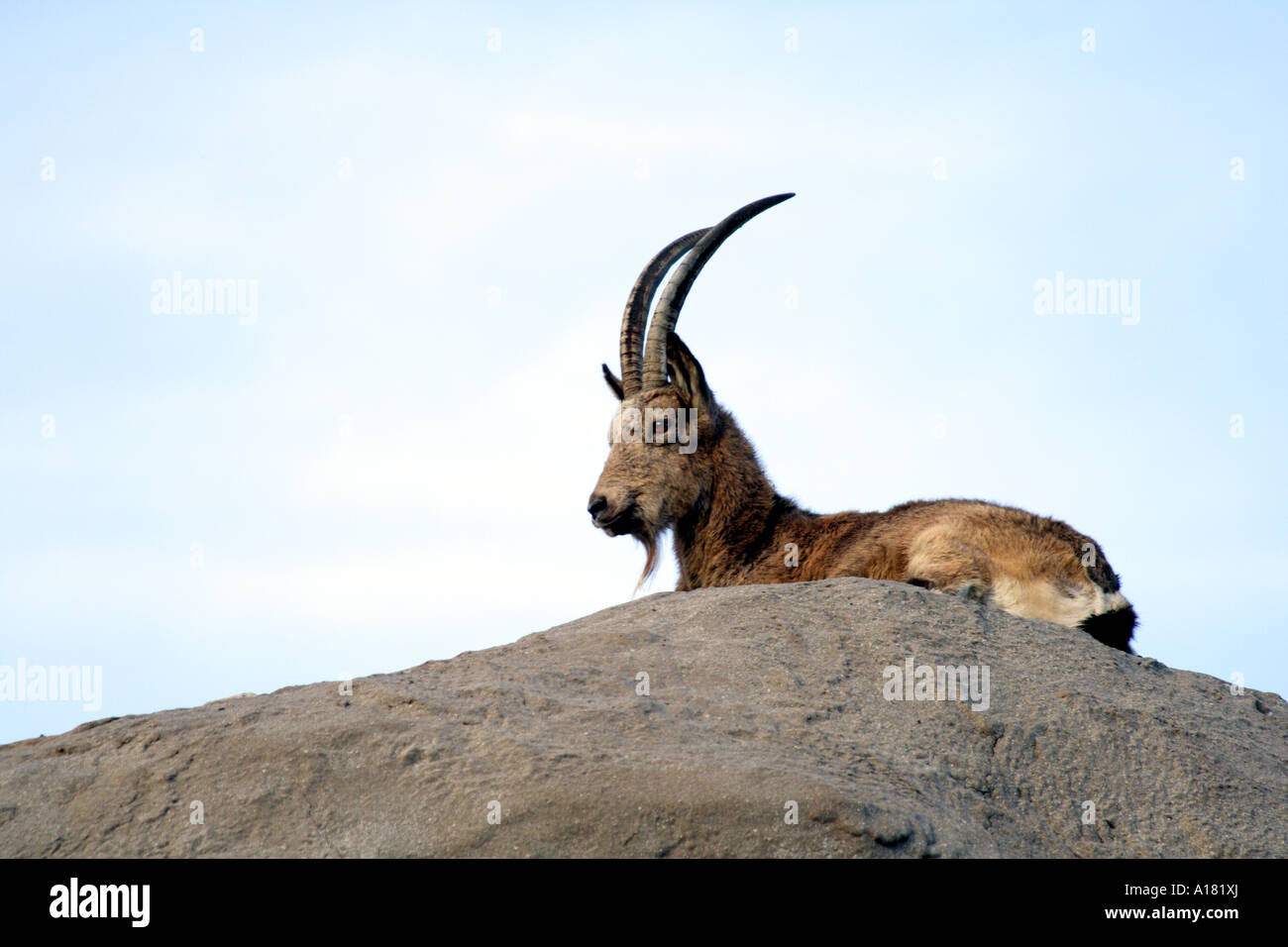 Goat on the rock Stock Photo - Alamy