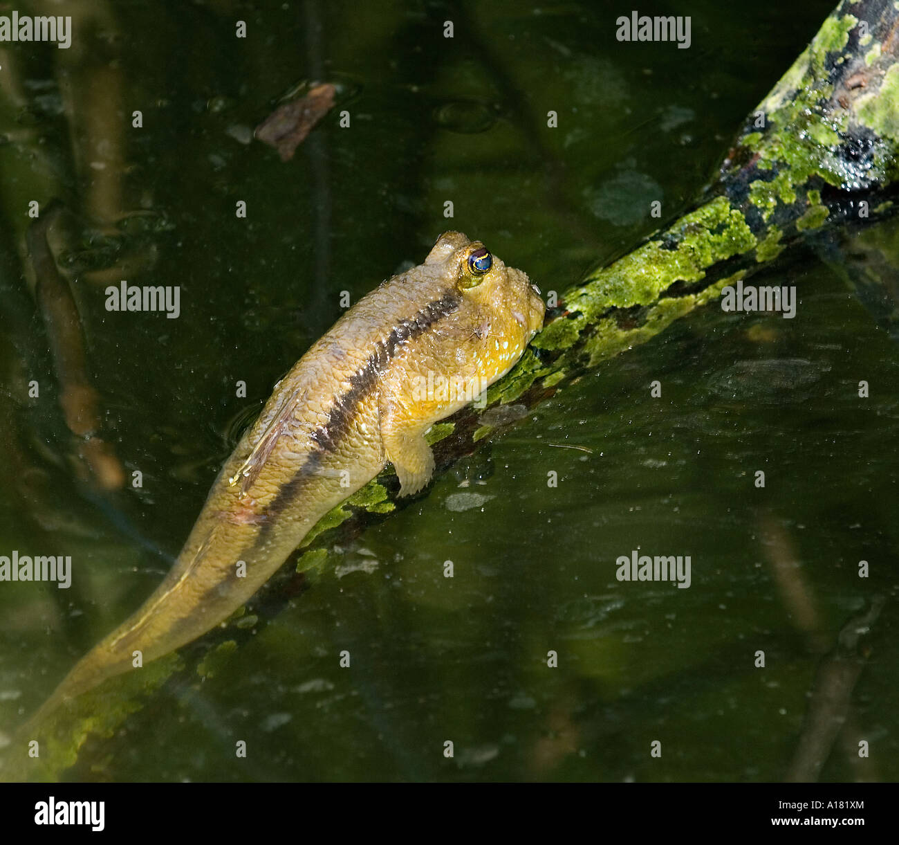 Giant Mudskipper Periophthalmodon schlosseri wildlife wild wilderness ...
