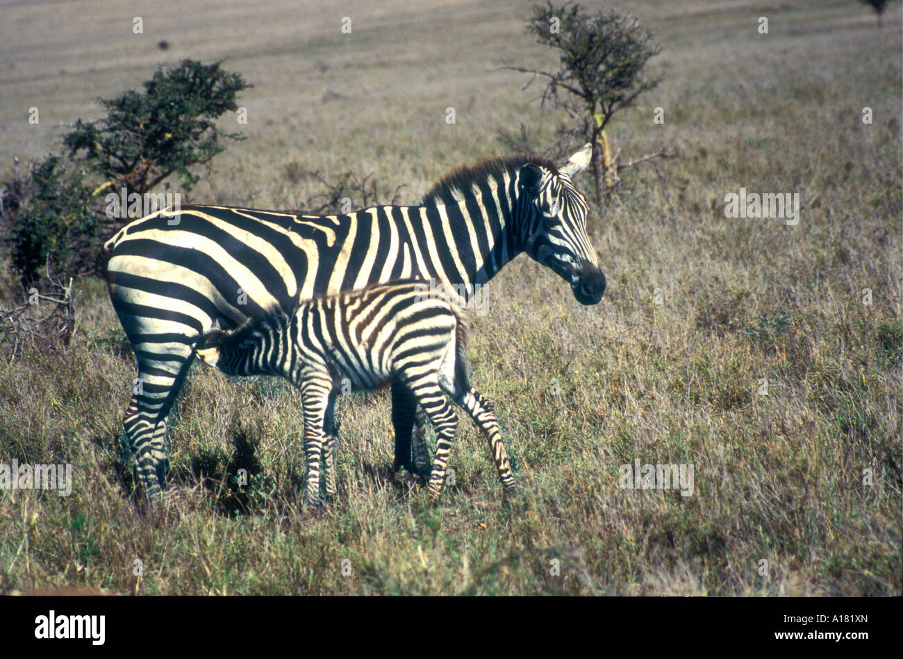 Female Common Zebra with her baby suckling Ngorongoro Crater Tanzania ...