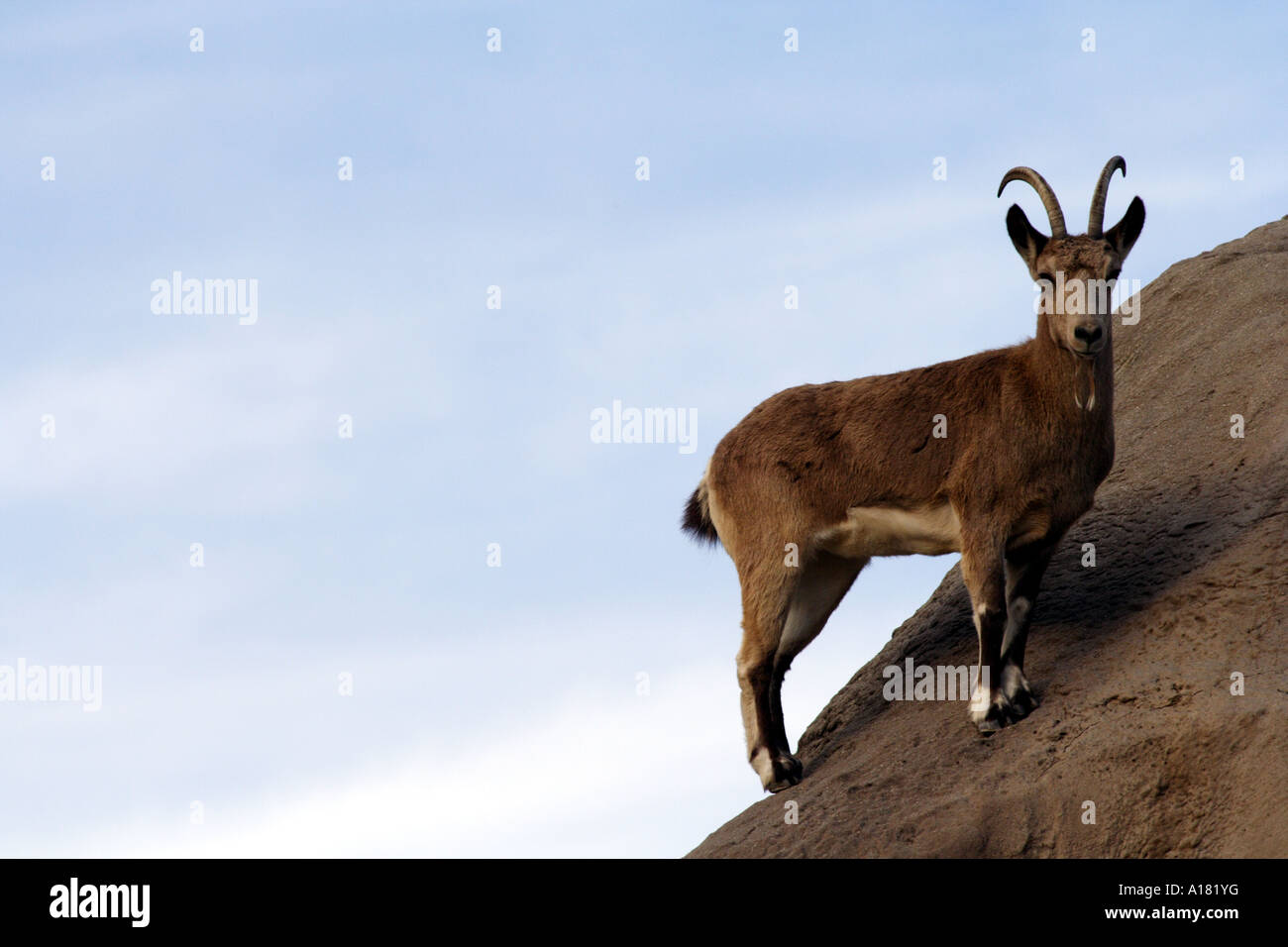 Siberian goat picture hi-res stock photography and images - Alamy