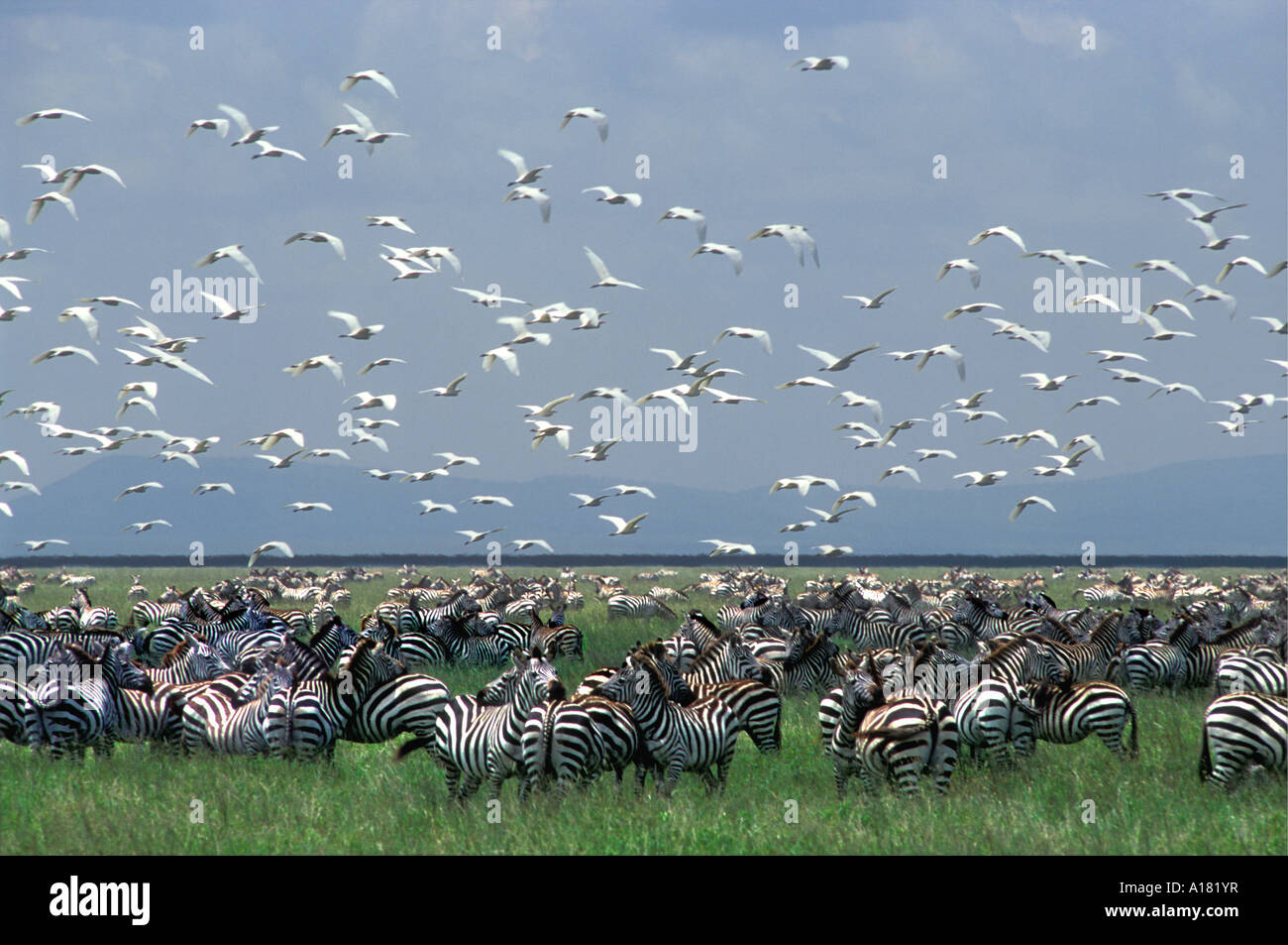 A huge herd of Common Zebra with a flock of Cattle Egrets flying ...