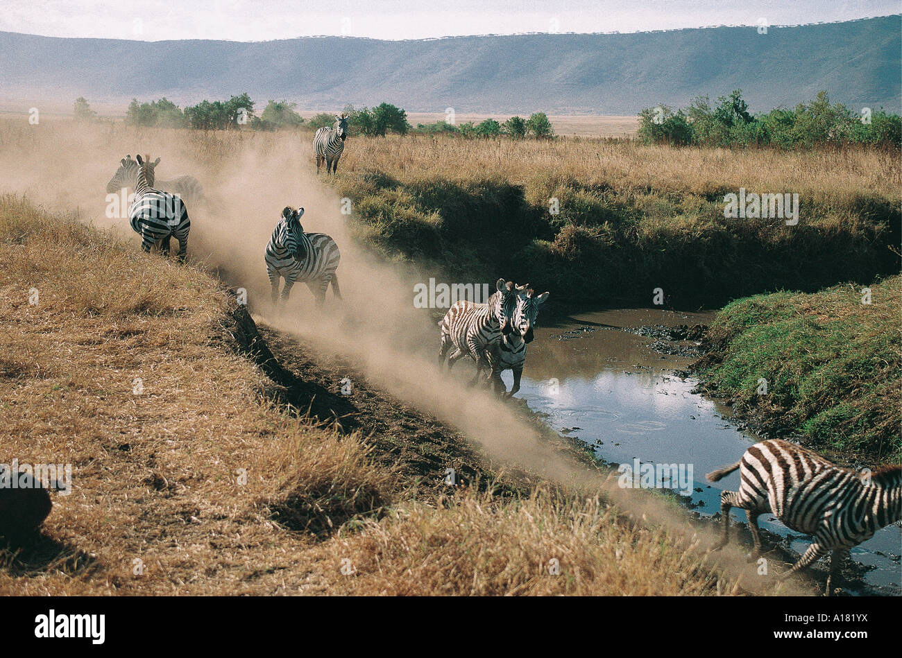 Herd of Common Zebra raising dust and galloping into Munge Stream at ...
