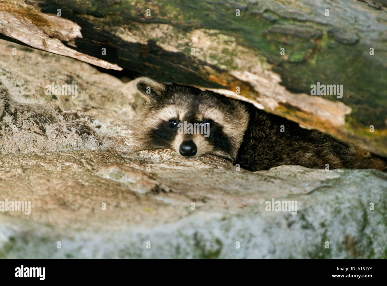 Raccoon den hi-res stock photography and images - Alamy