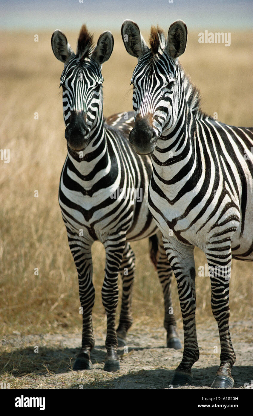 Two Common Zebra looking intently at the camera in Ngorongoro Crater ...