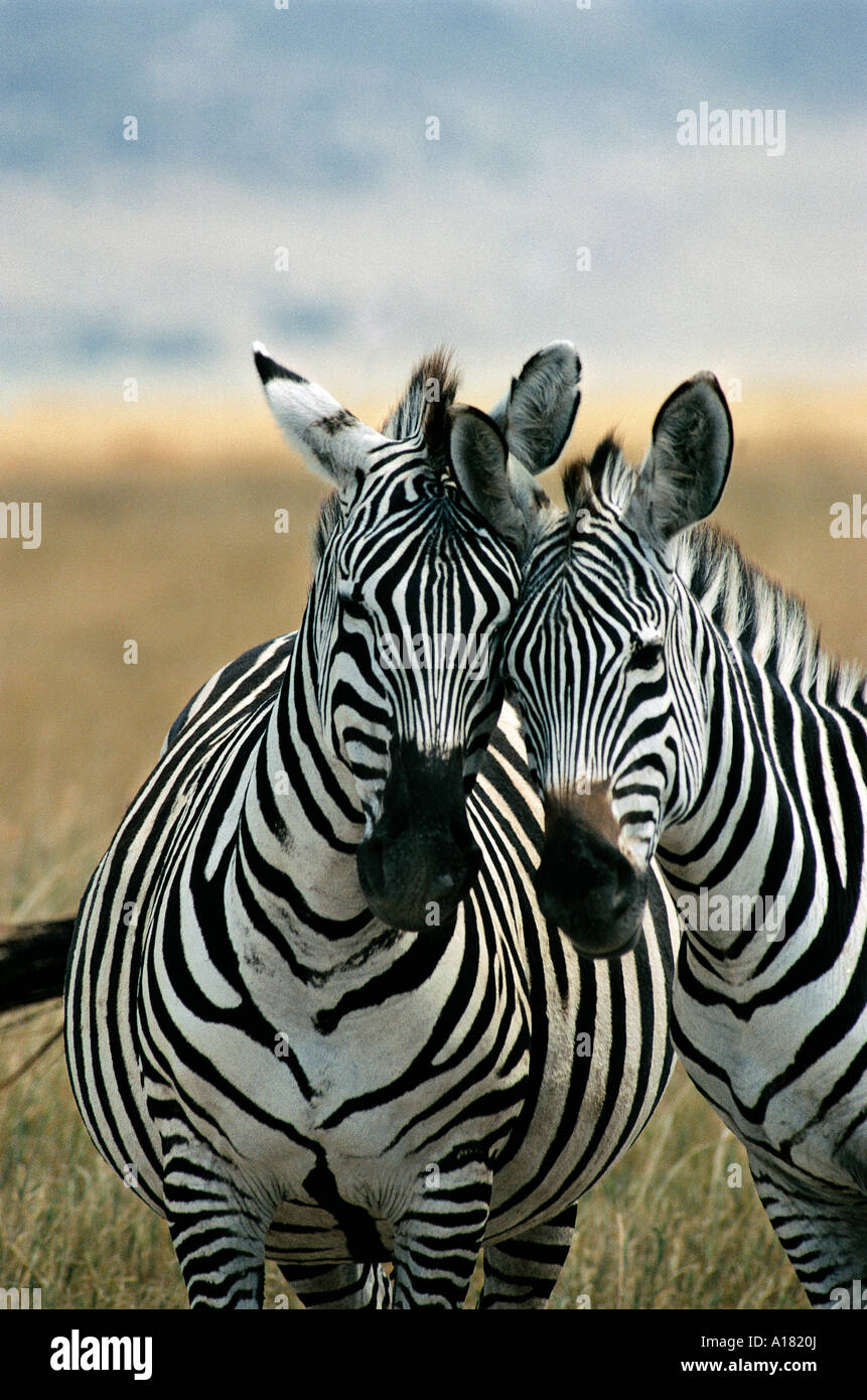 Common Zebra rubbing their heads together in Ngorongoro Crater Tanzania ...