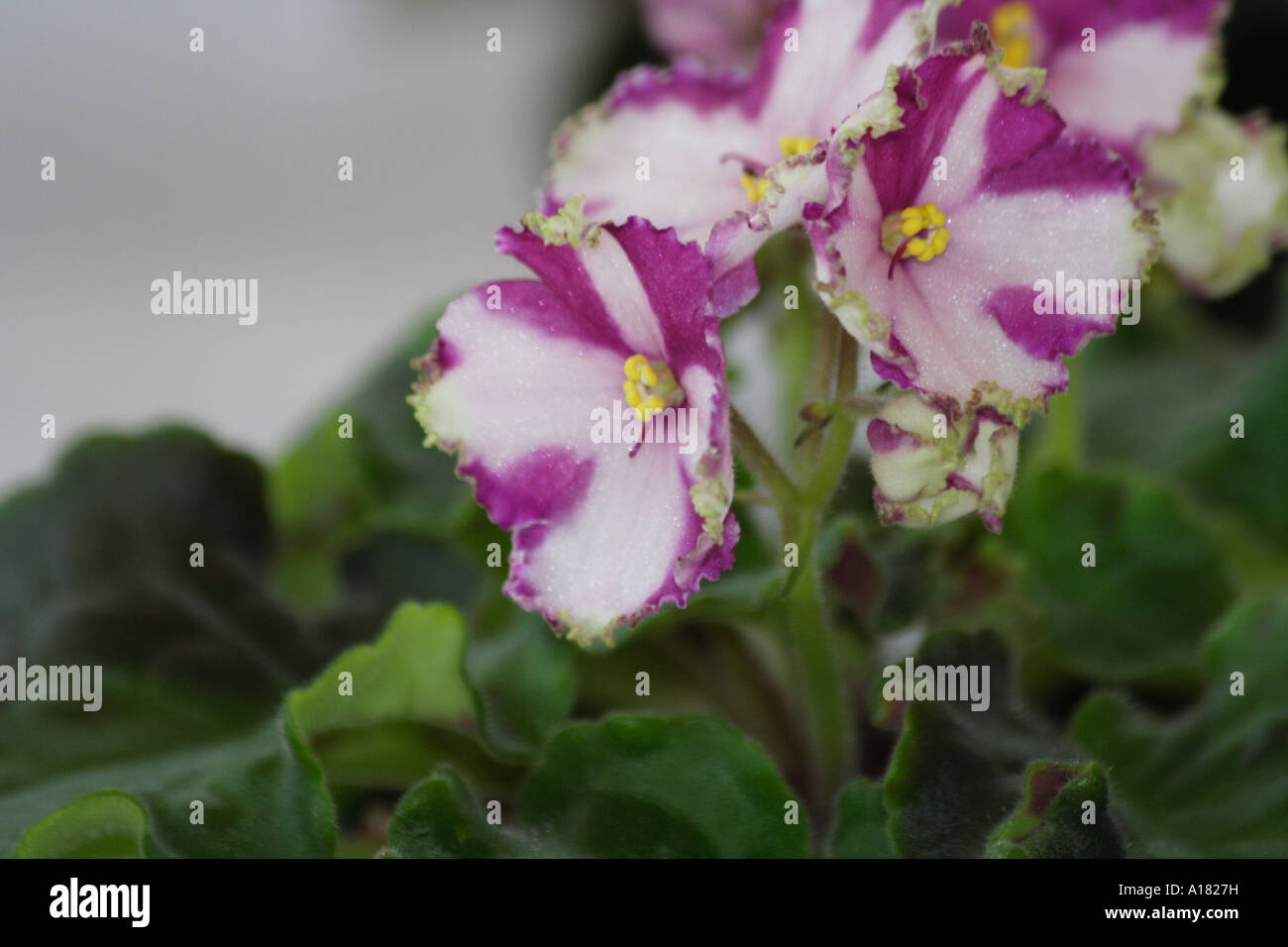 Lyon's Crown Jewel. Miss Violet's Debutante Ball. Arboretum Park Lisle ...