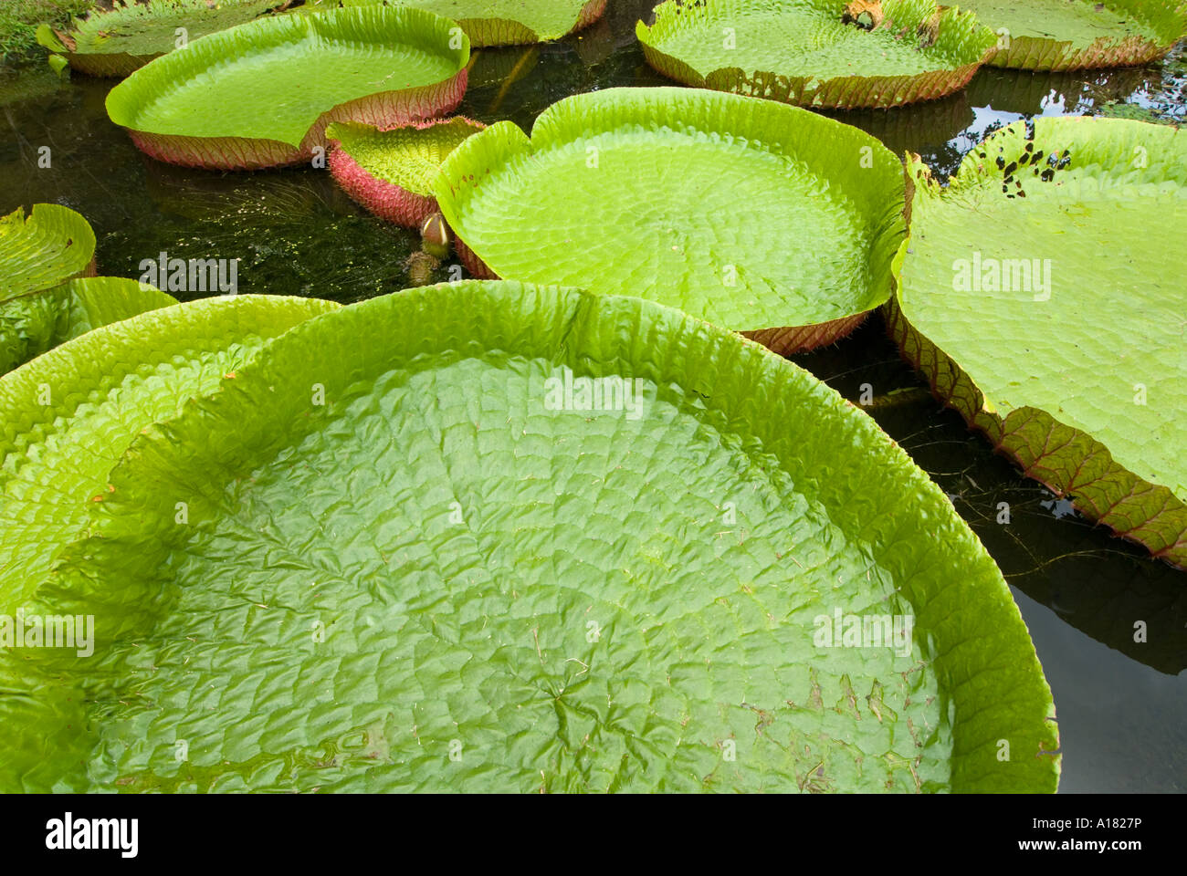Amazon Water Lily Adaptations at Ellie Redmond blog