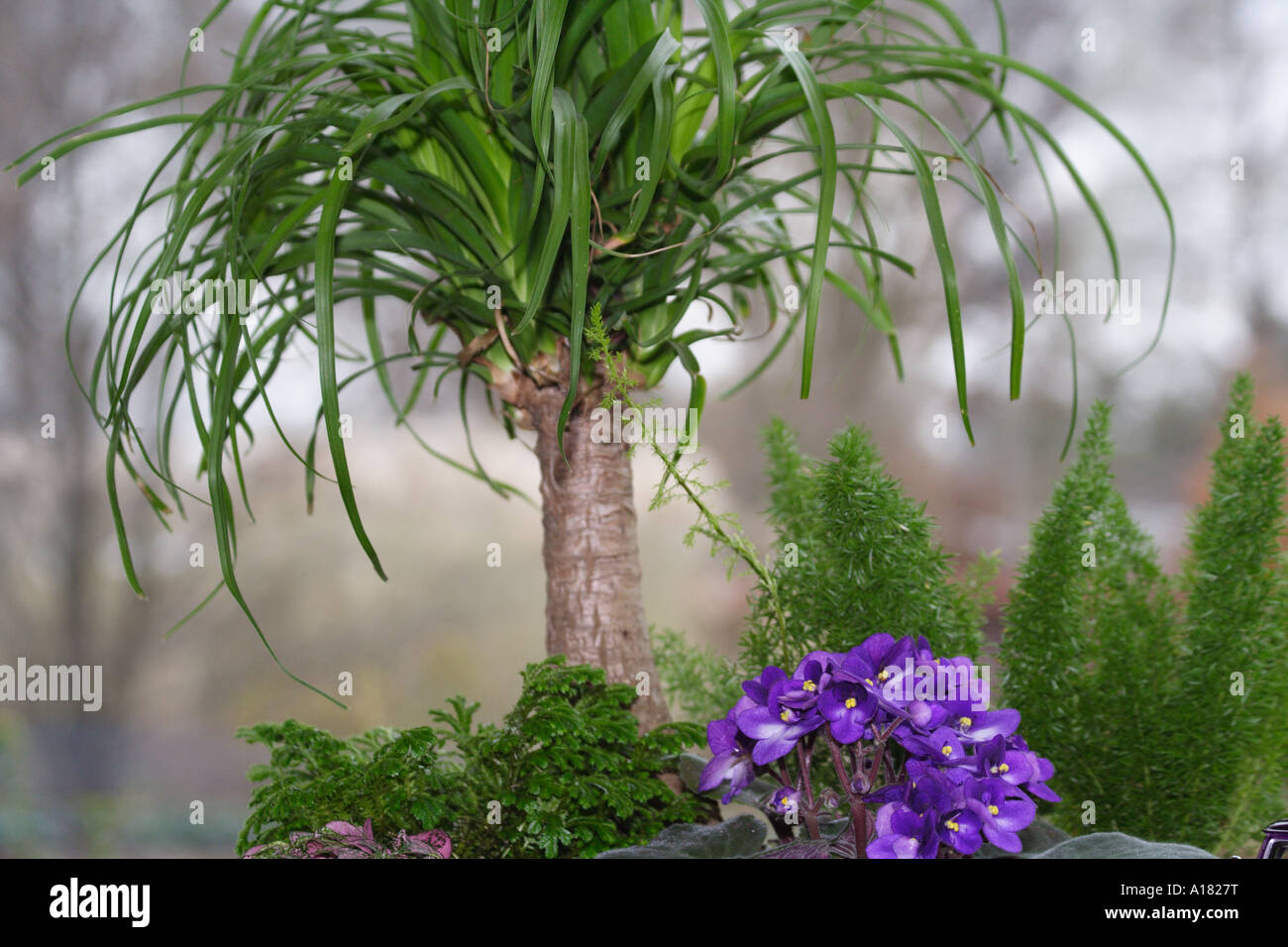 African violet. Ponytail Palm. Fern. Hipoestemia.. Miss Violet's ...