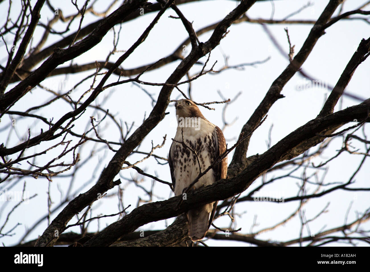 Hawk on the tree. Autumn time. Arboretum Park Lisle Illinois USA Stock ...