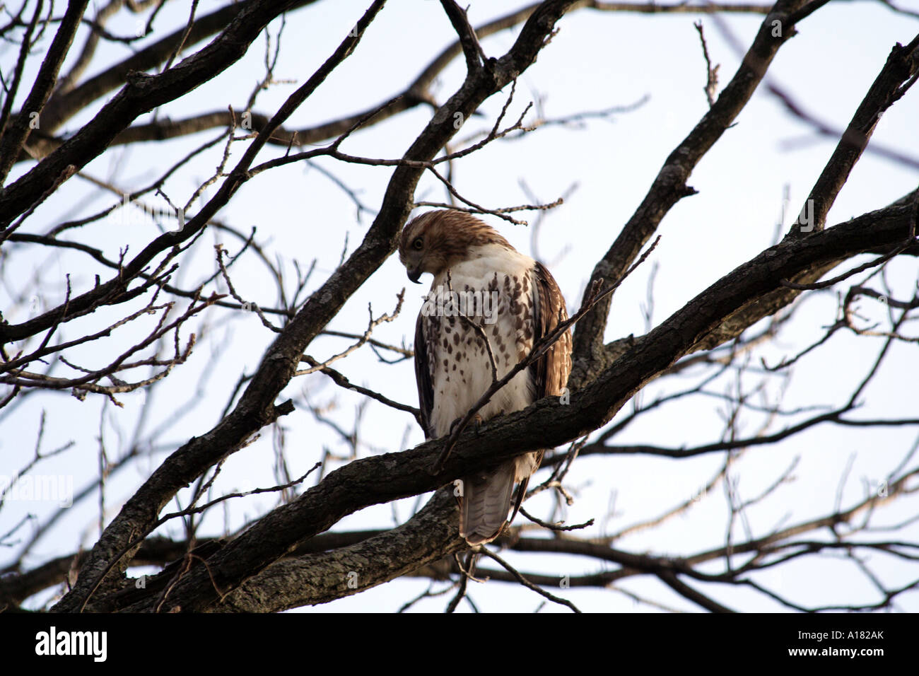 Hawk on the tree. Autumn time. Arboretum Park Lisle Illinois USA Stock ...