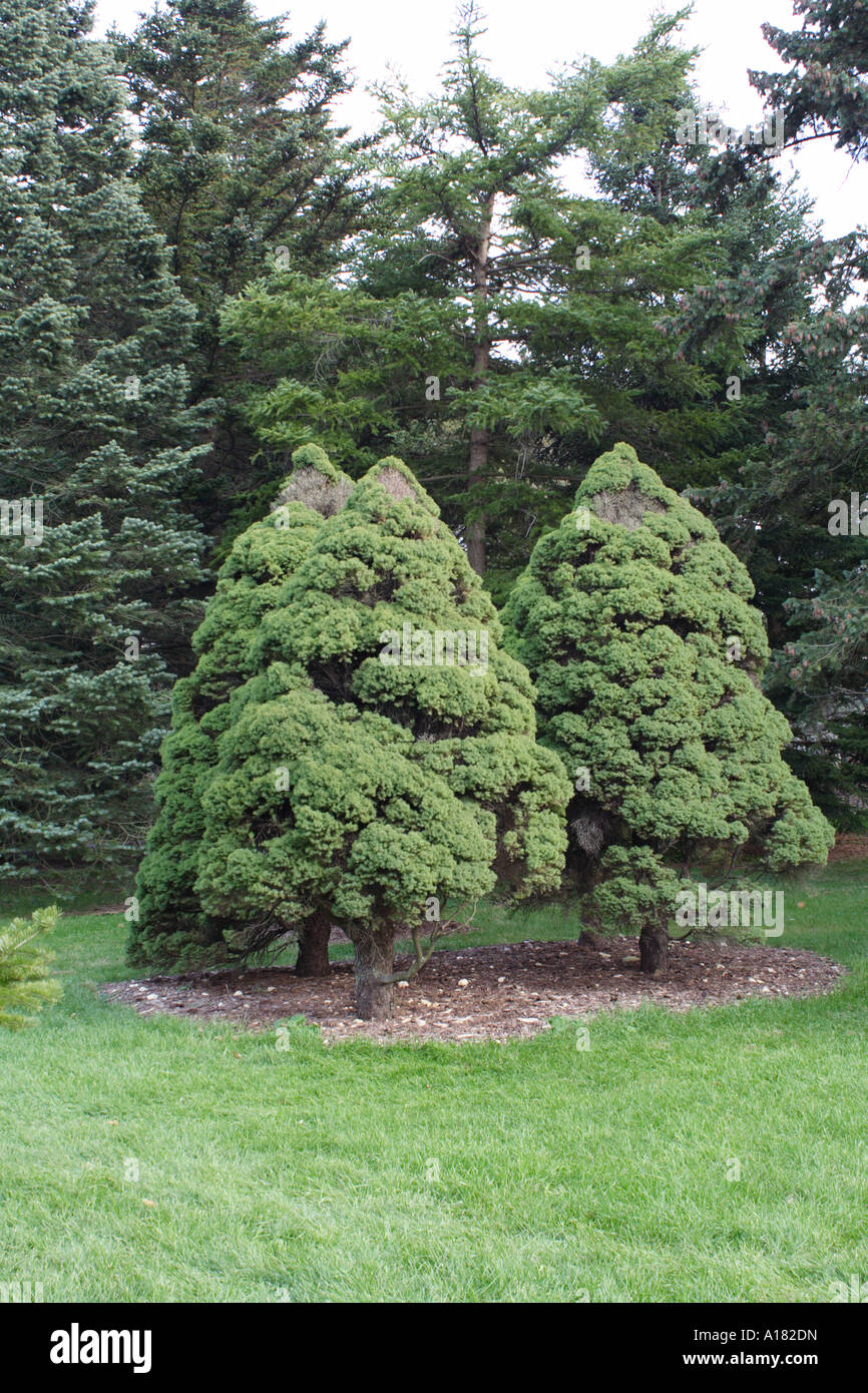 Arboretum Park Lisle Illinois USA. Autumn time. Tree Stock Photo - Alamy
