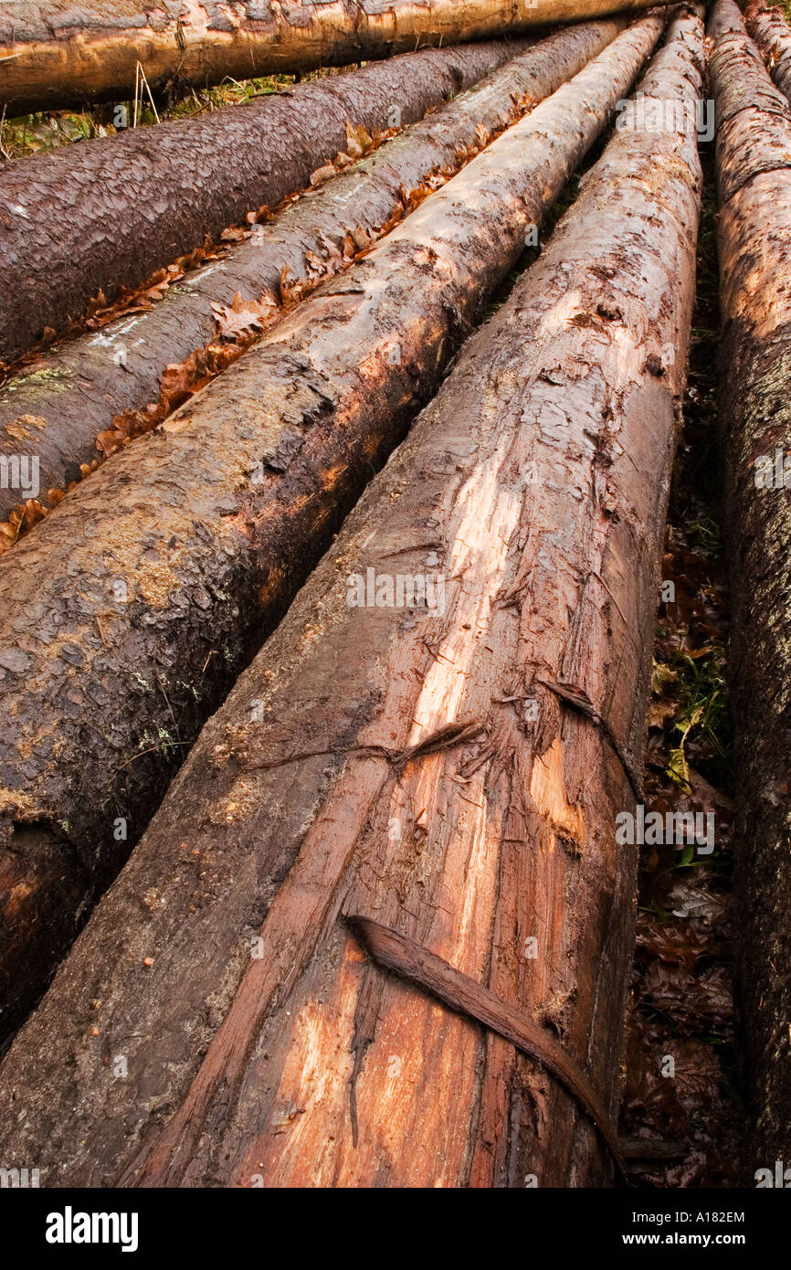 Cutted trees hi-res stock photography and images - Alamy