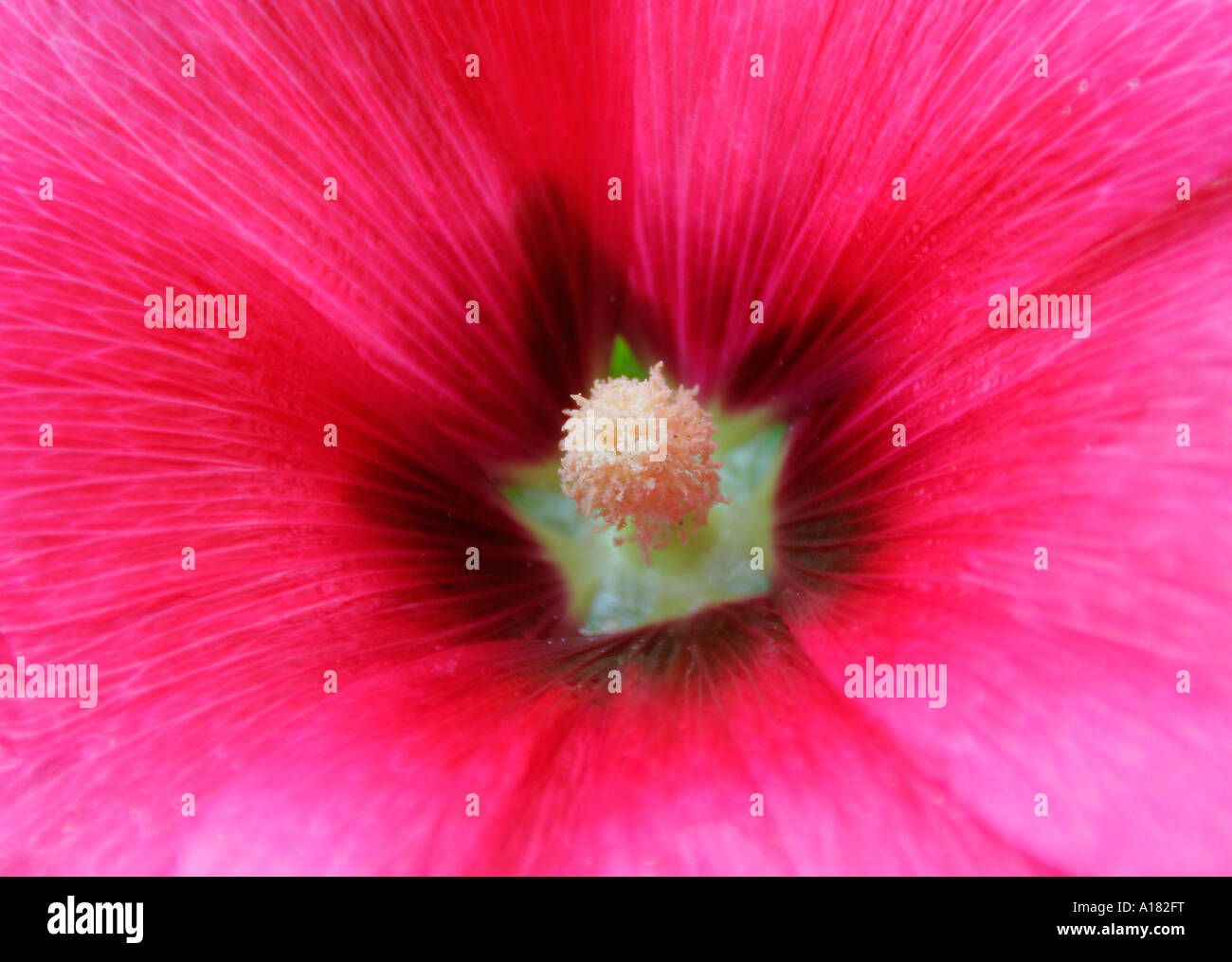 Close up of Rose Mallow (Alcea Rosea Stock Photo - Alamy