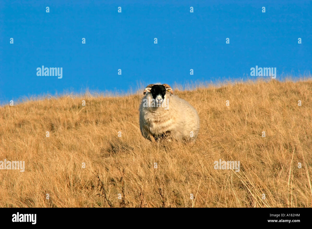 Lonely black-headed sheep in Cheviot Hills, Scotland, UK Stock Photo ...