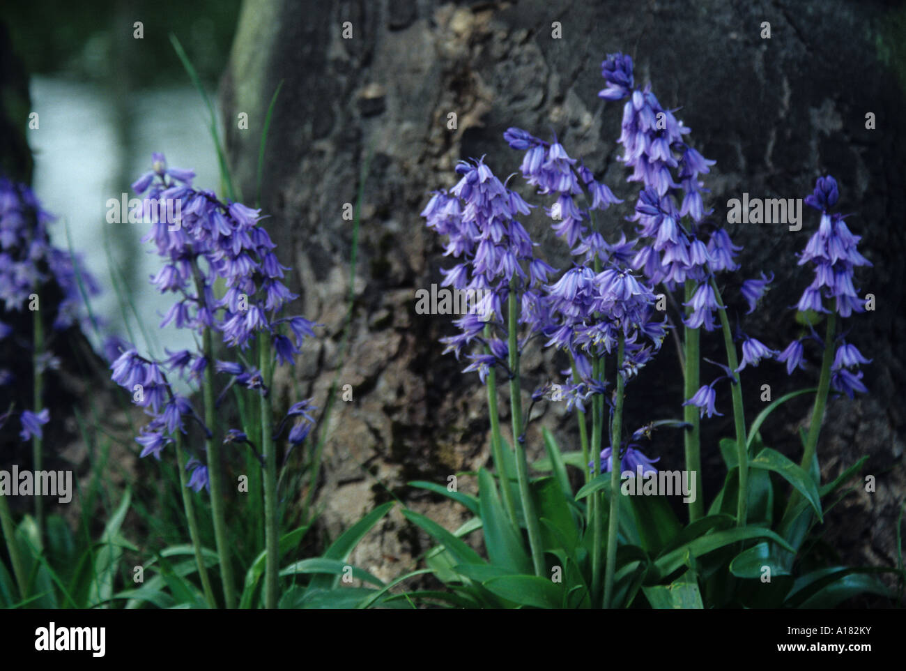 Bluebells at Base of Tree Stock Photo - Alamy