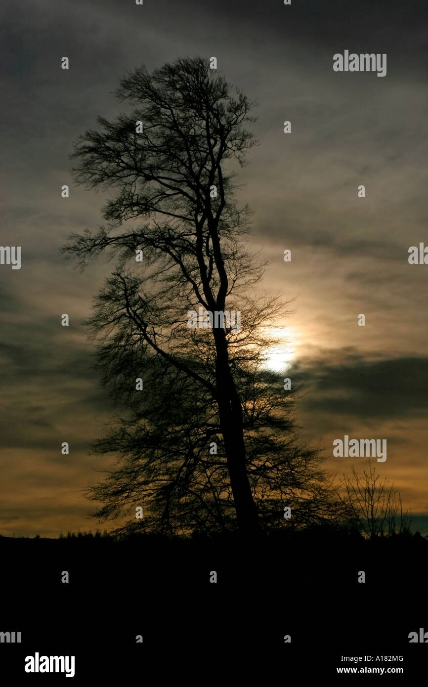 Tree Silhouette at Dawn near river Teviot, Scottish Borders, Scotland ...