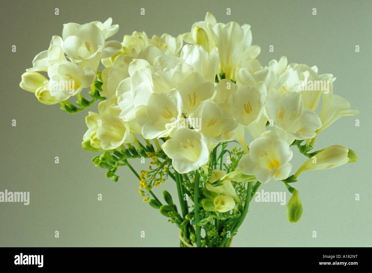 Bunch of Freesias Stock Photo - Alamy
