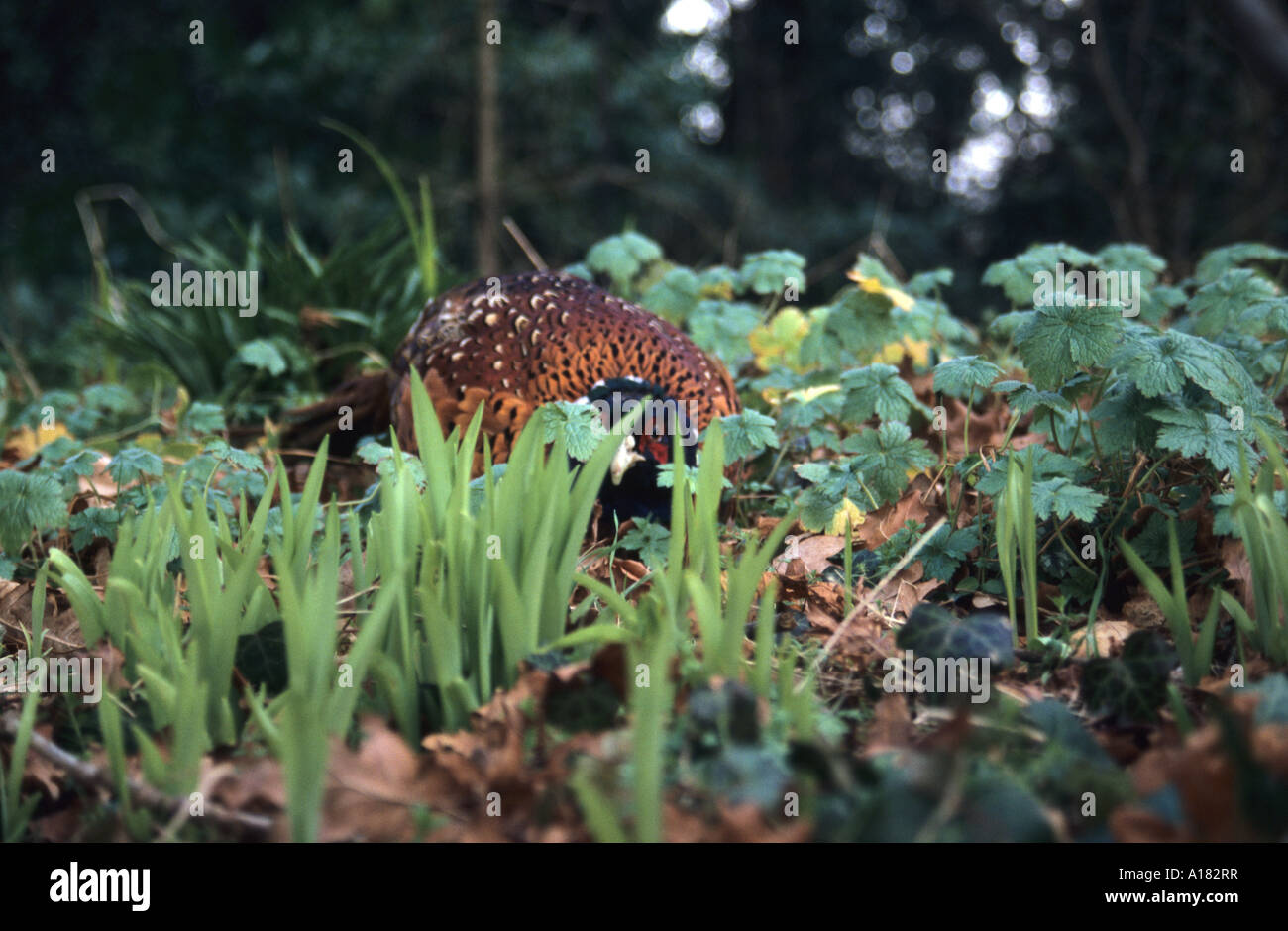 Pheasant hiding behind grass Stock Photo - Alamy