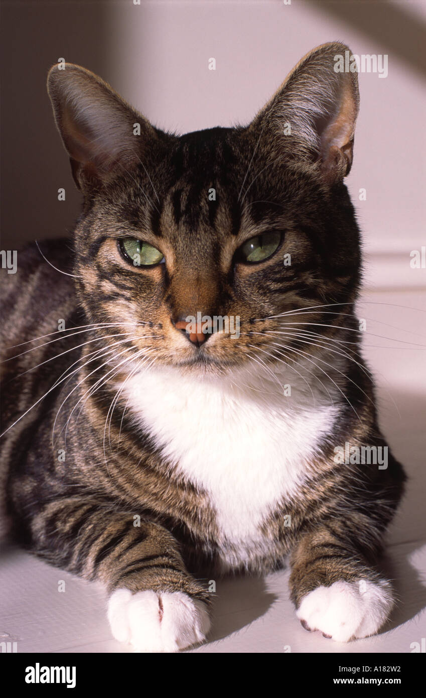 Tortoishell tabby cat Stock Photo - Alamy