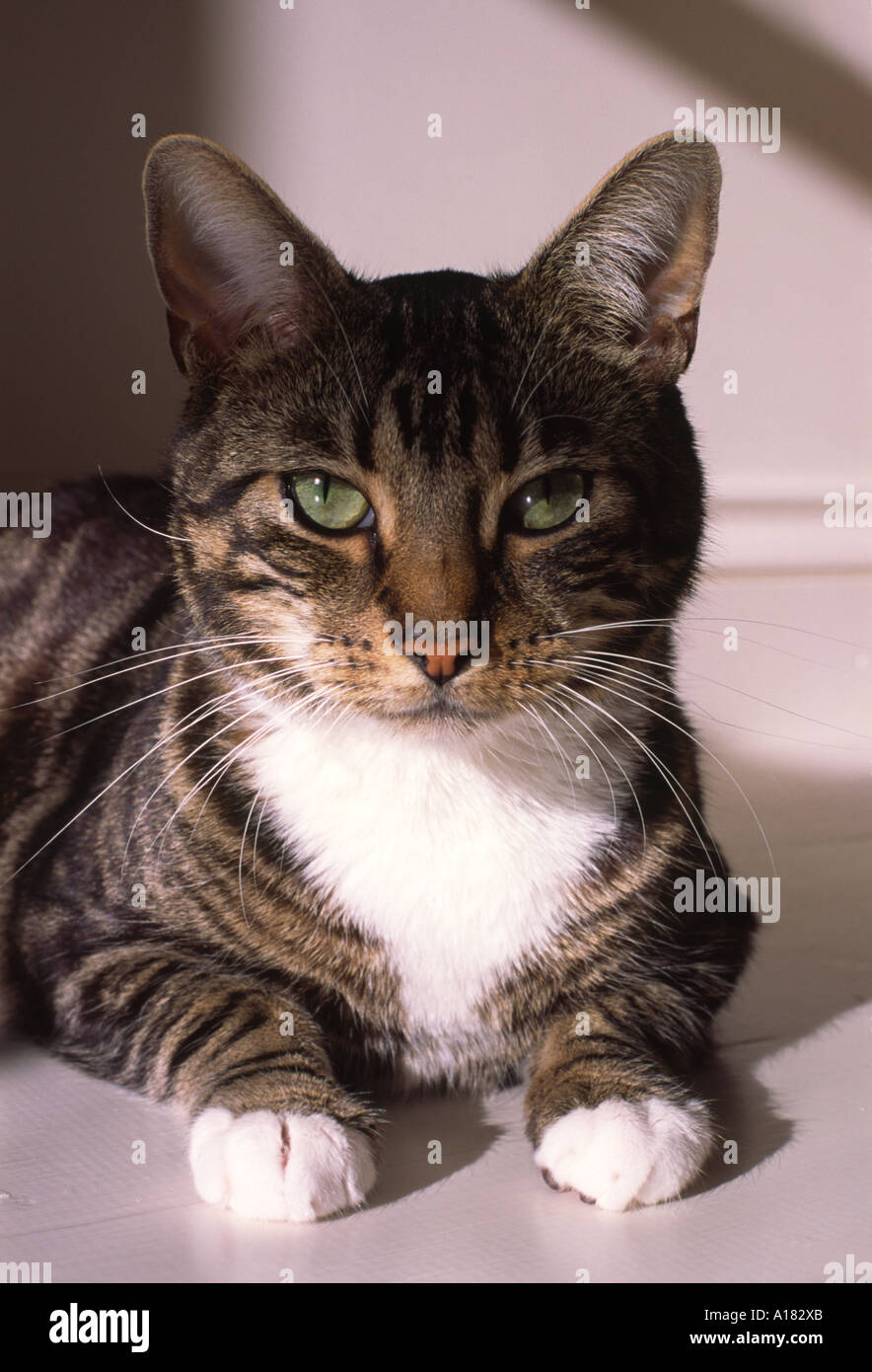 Tortoiseshell tabby cat portrait Stock Photo - Alamy