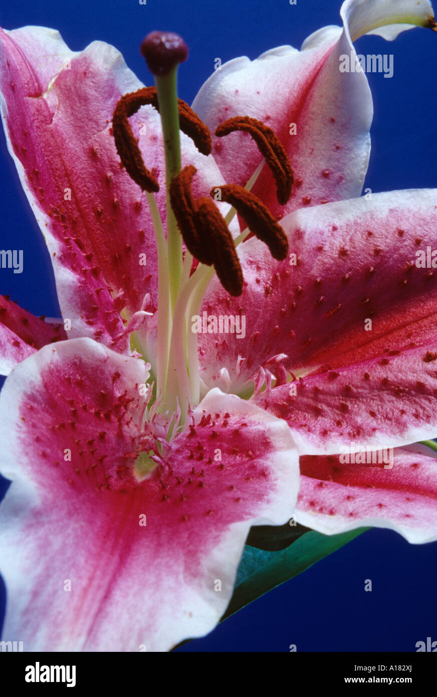 Scented Lily Closeup Stock Photo - Alamy