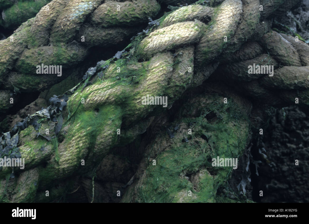 Seaweed covered rope hi-res stock photography and images - Alamy