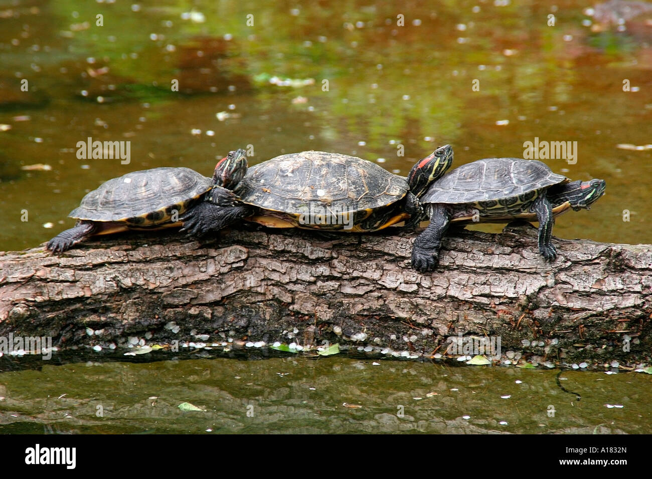 Three turtles hi-res stock photography and images - Alamy