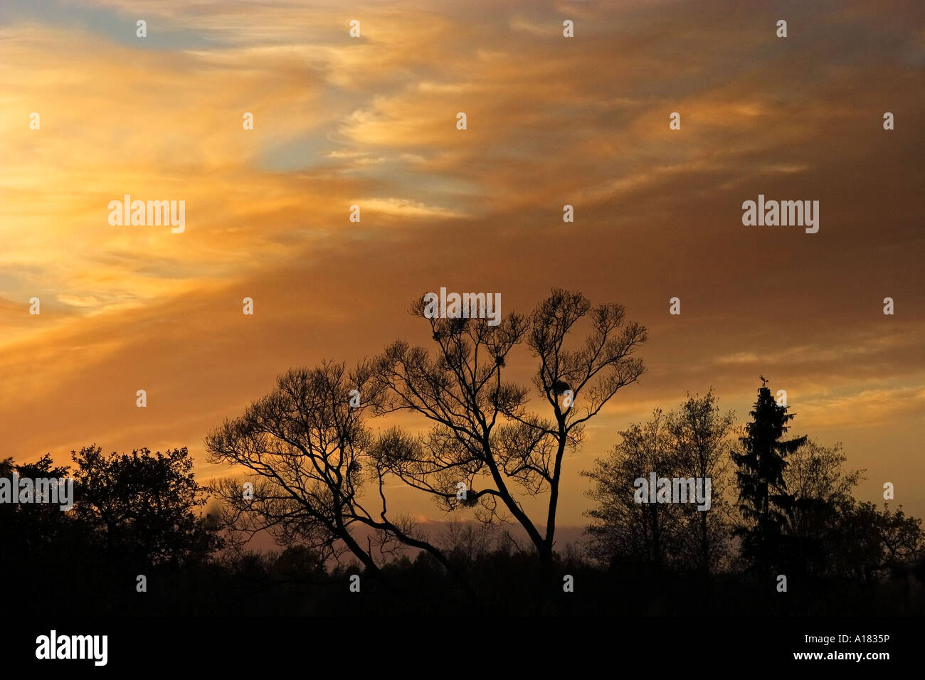 orange sunset and silhouette trees Stock Photo - Alamy