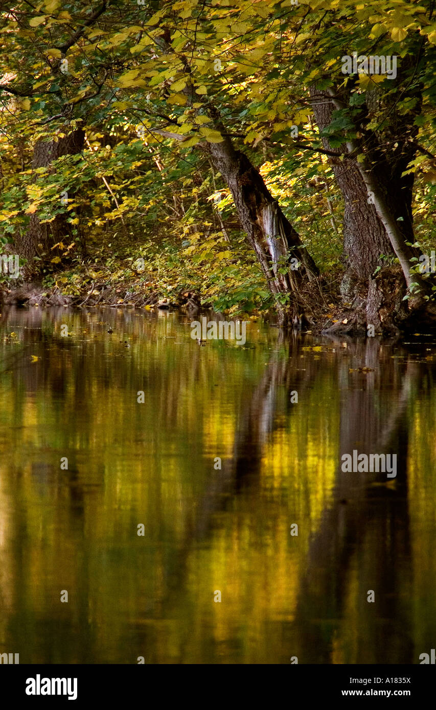 yellow and green autumn foliage reflecting in water Stock Photo - Alamy