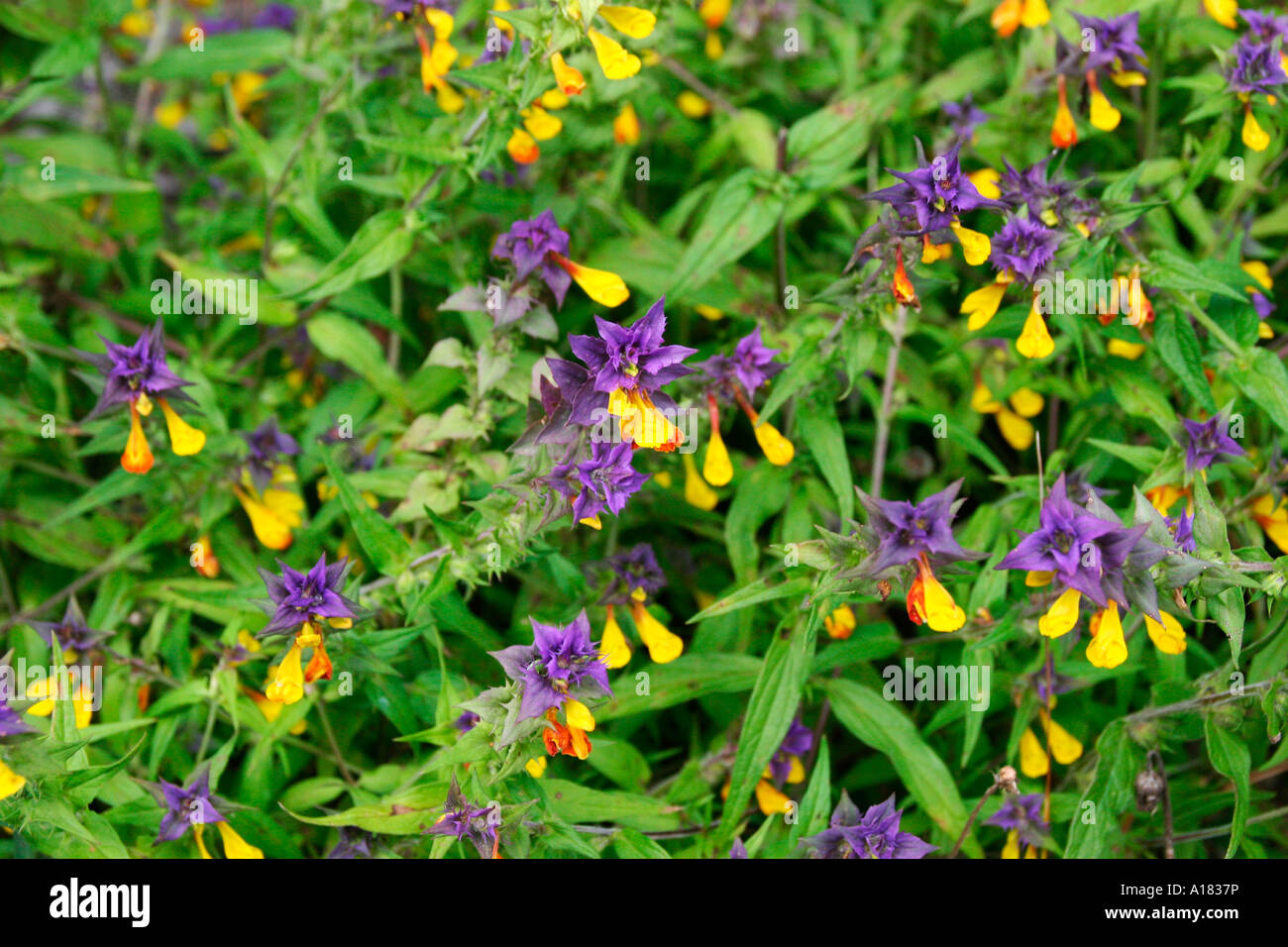 close-up of colourful wild flowers in the forest Stock Photo - Alamy