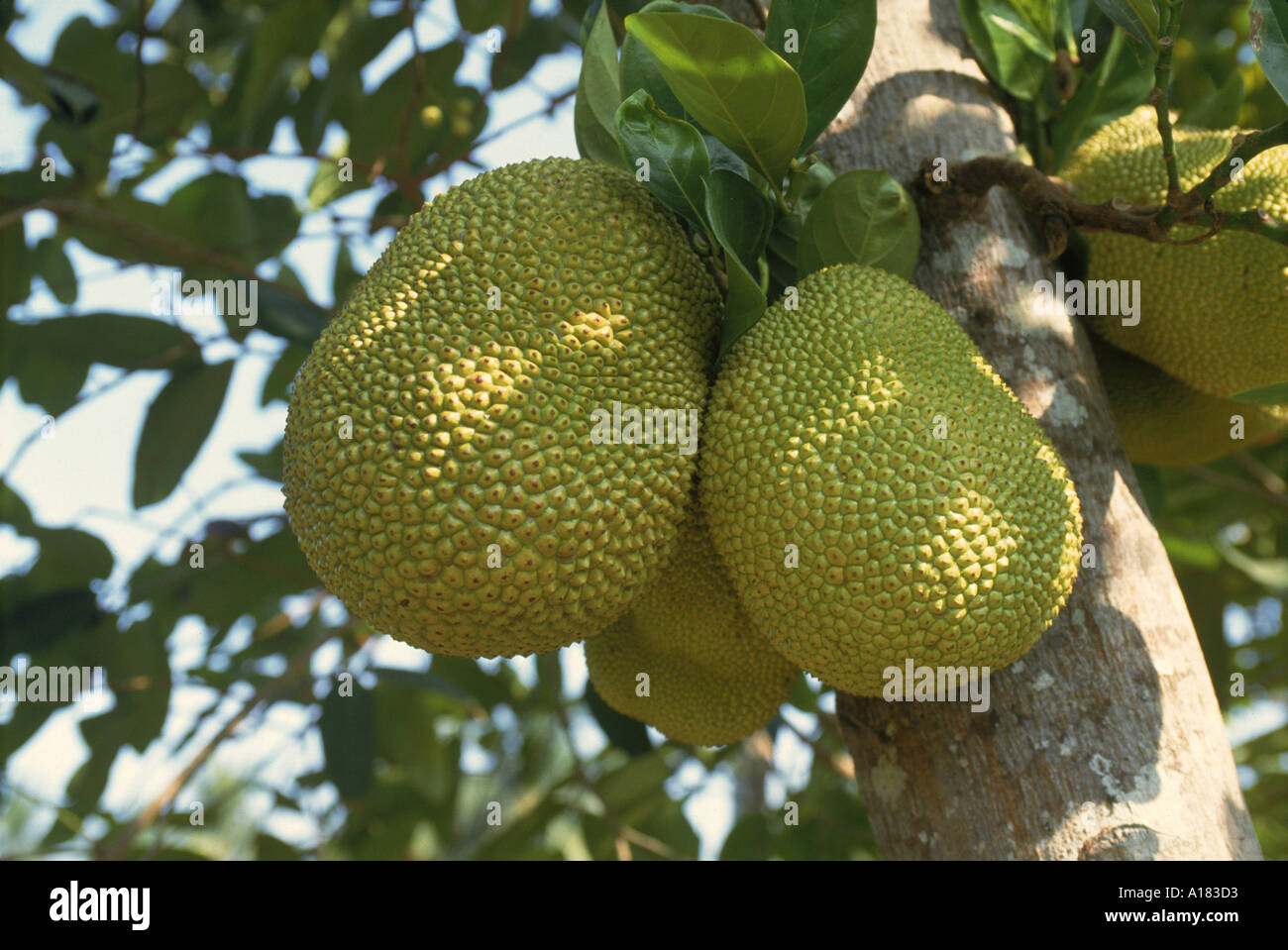 Jak fruit on a tree in the Mekong Delta area of Vietnam Asia S Sassoon ...