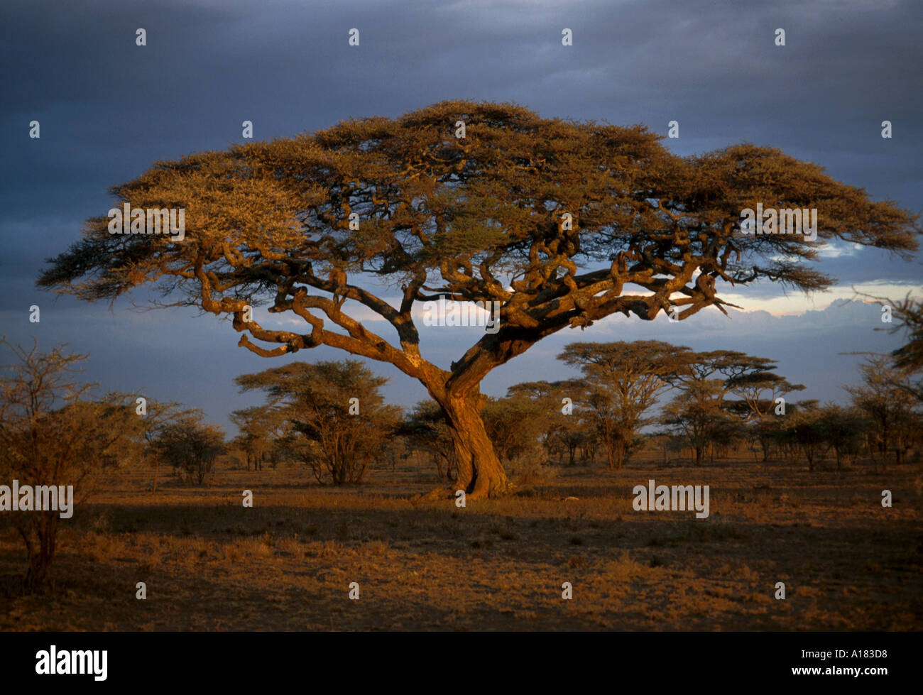 Acacia tree Acacia Tortilis Serengeti Tanzania Africa S Sassoon Stock ...