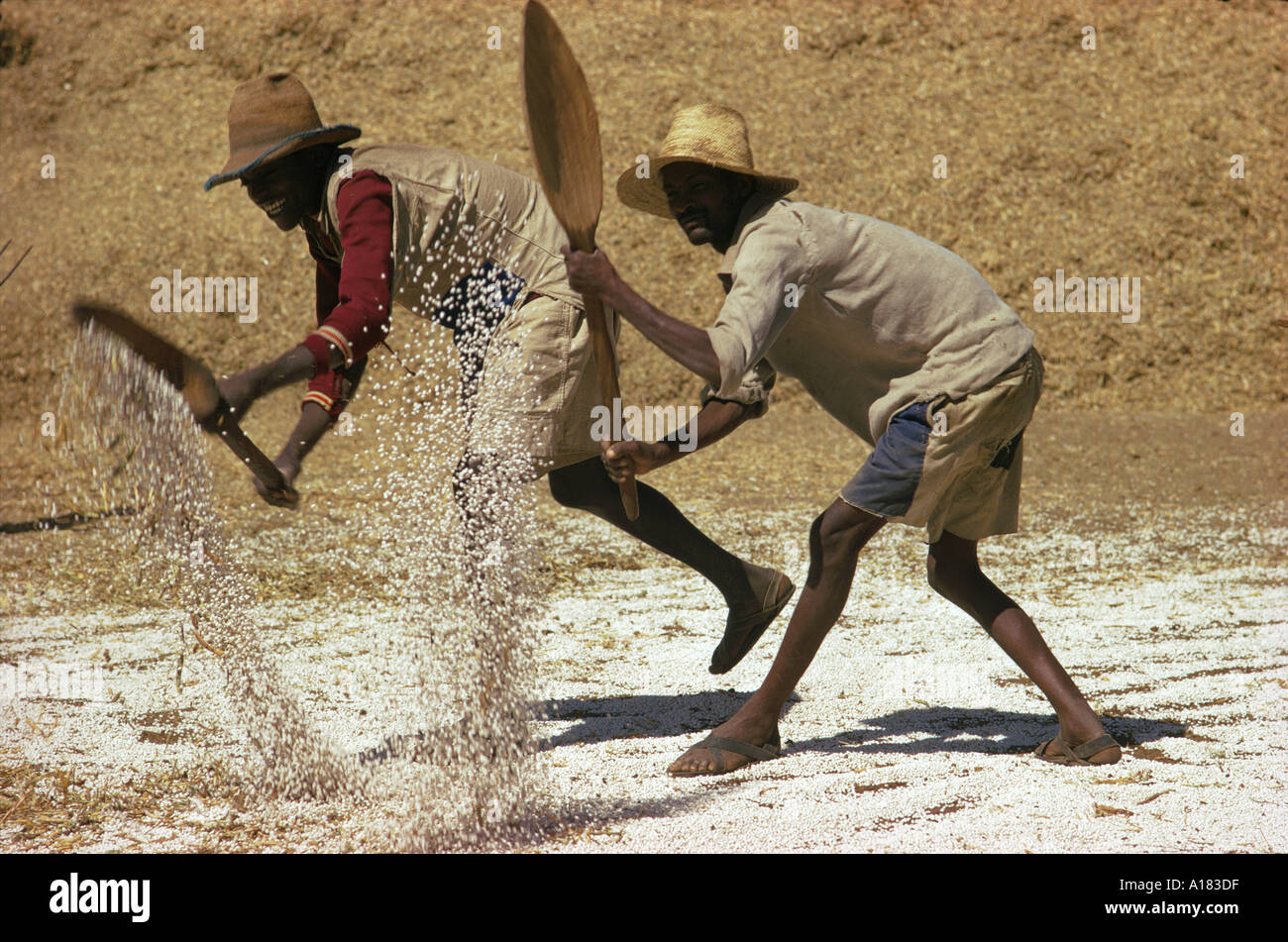 Winnowing seeds hi-res stock photography and images - Alamy