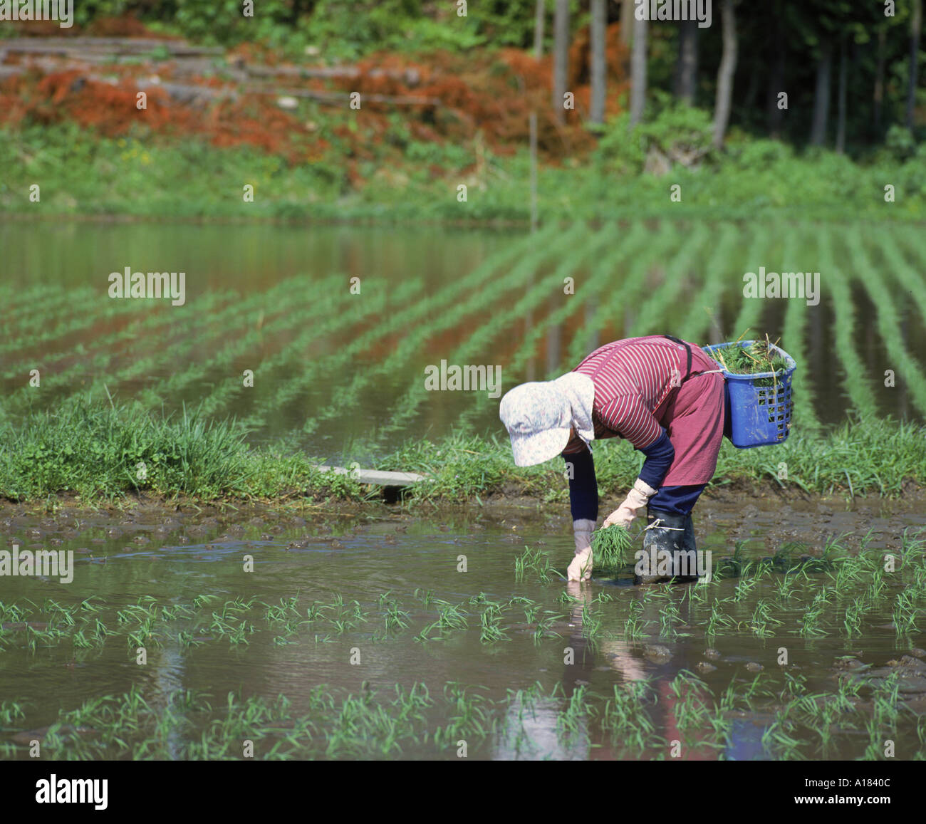A woman planting rice by hand in the traditional way in a paddy field ...