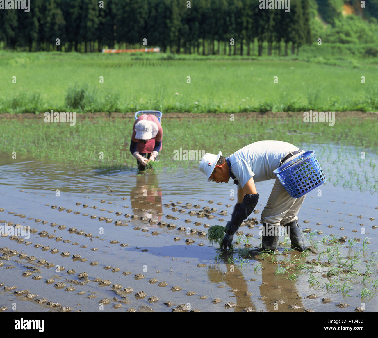 Farmers planting rice by hand in the traditional way in a paddy field ...