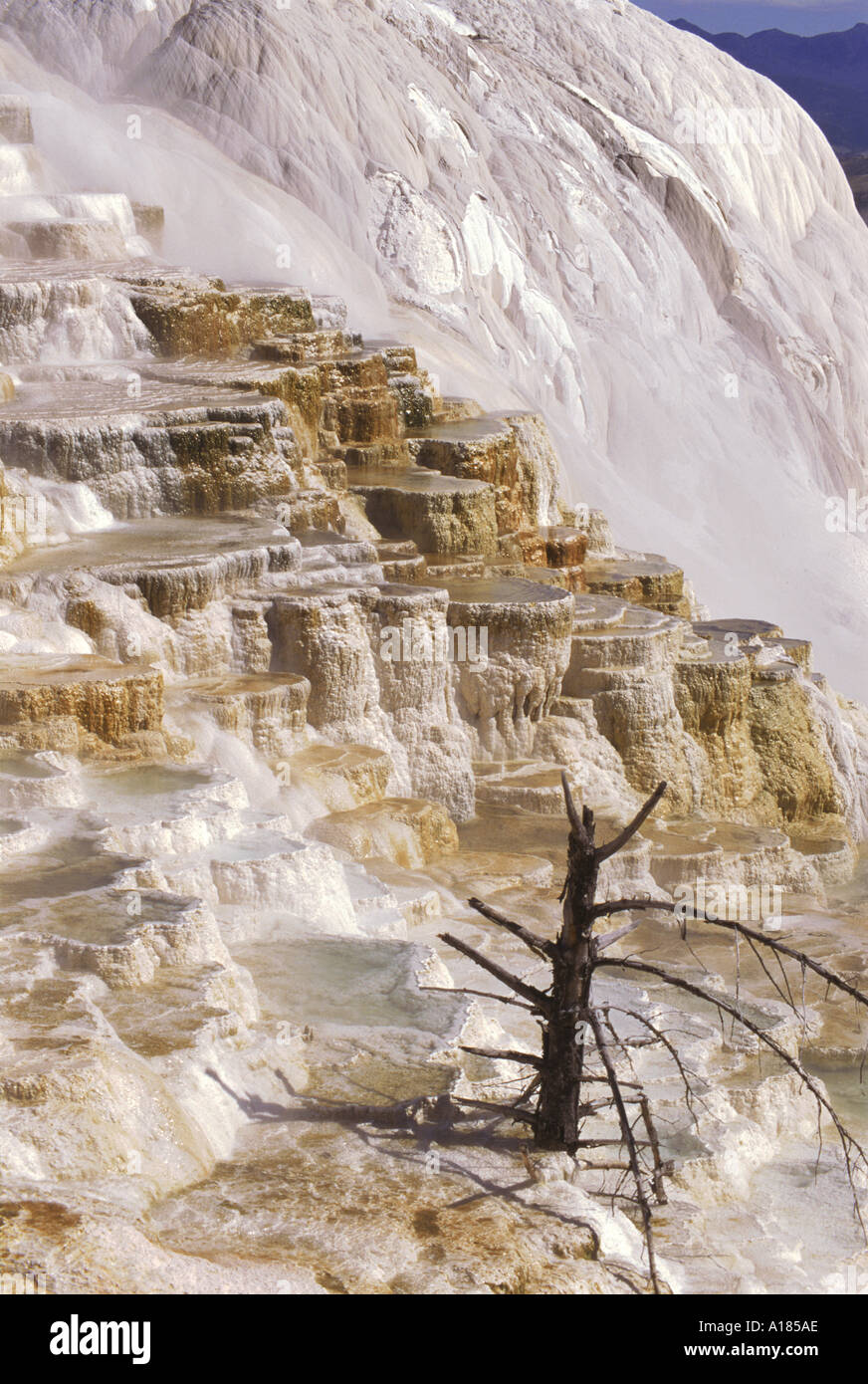 Travertine calcite deposits on the Canary Spring terraces Mammoth Hot ...