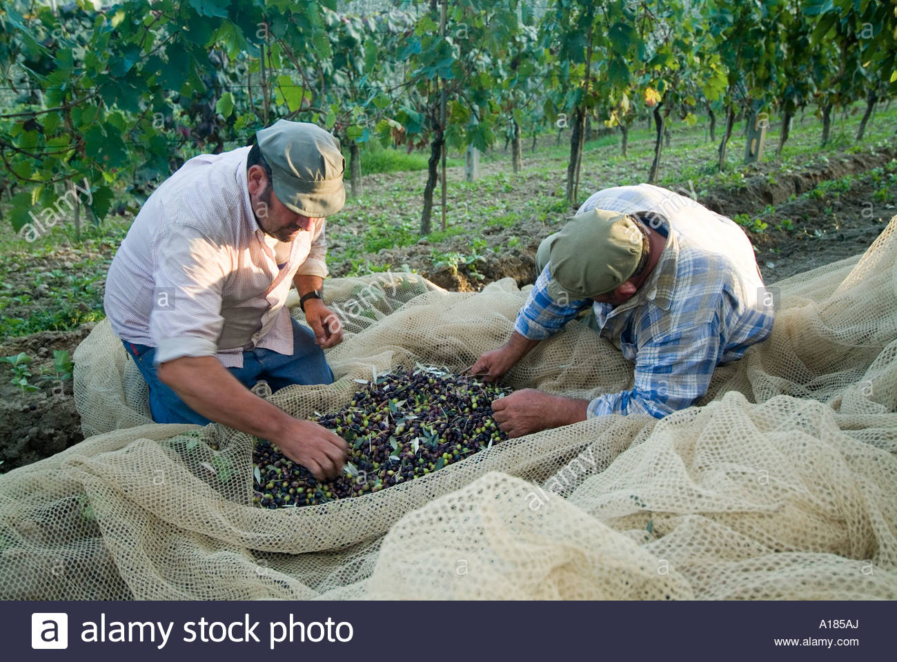 Olive Pickers High Resolution Stock Photography and Images - Alamy