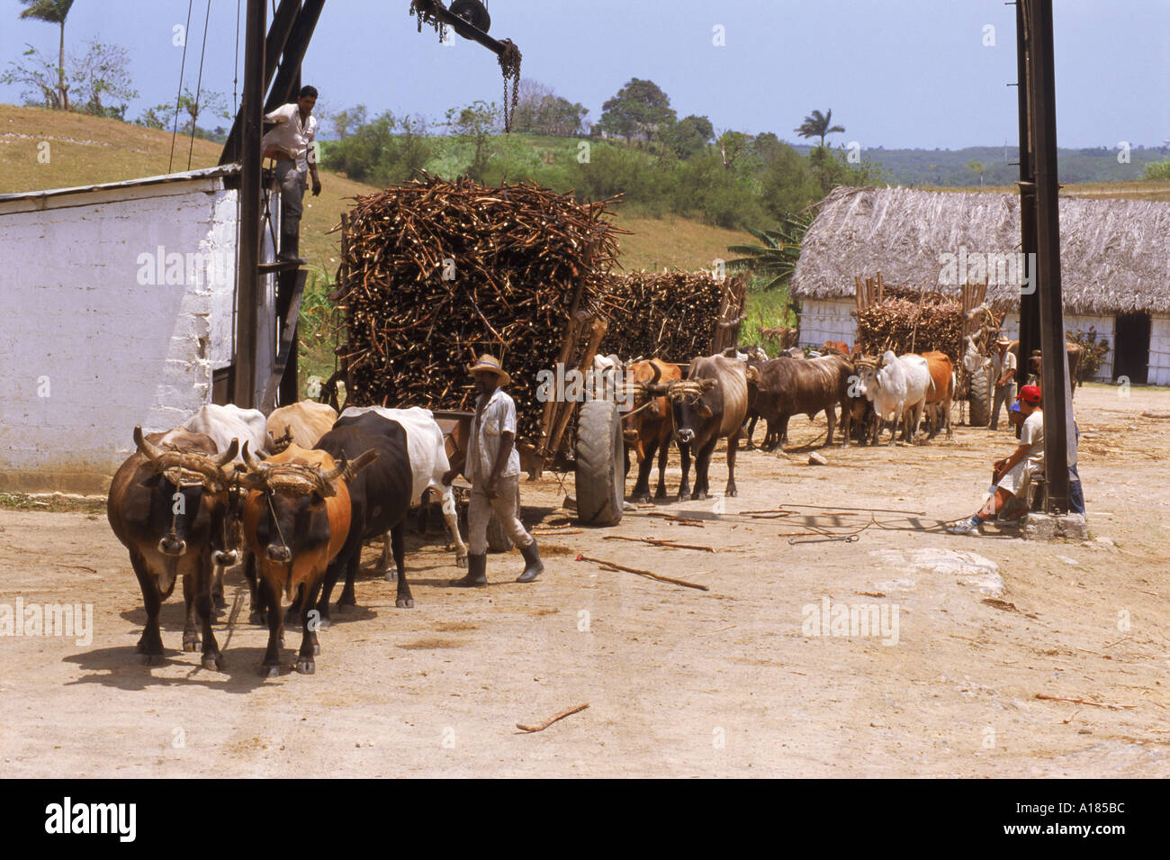 Ox carts haul stacked cane from fields for transfer to refinery at a ...
