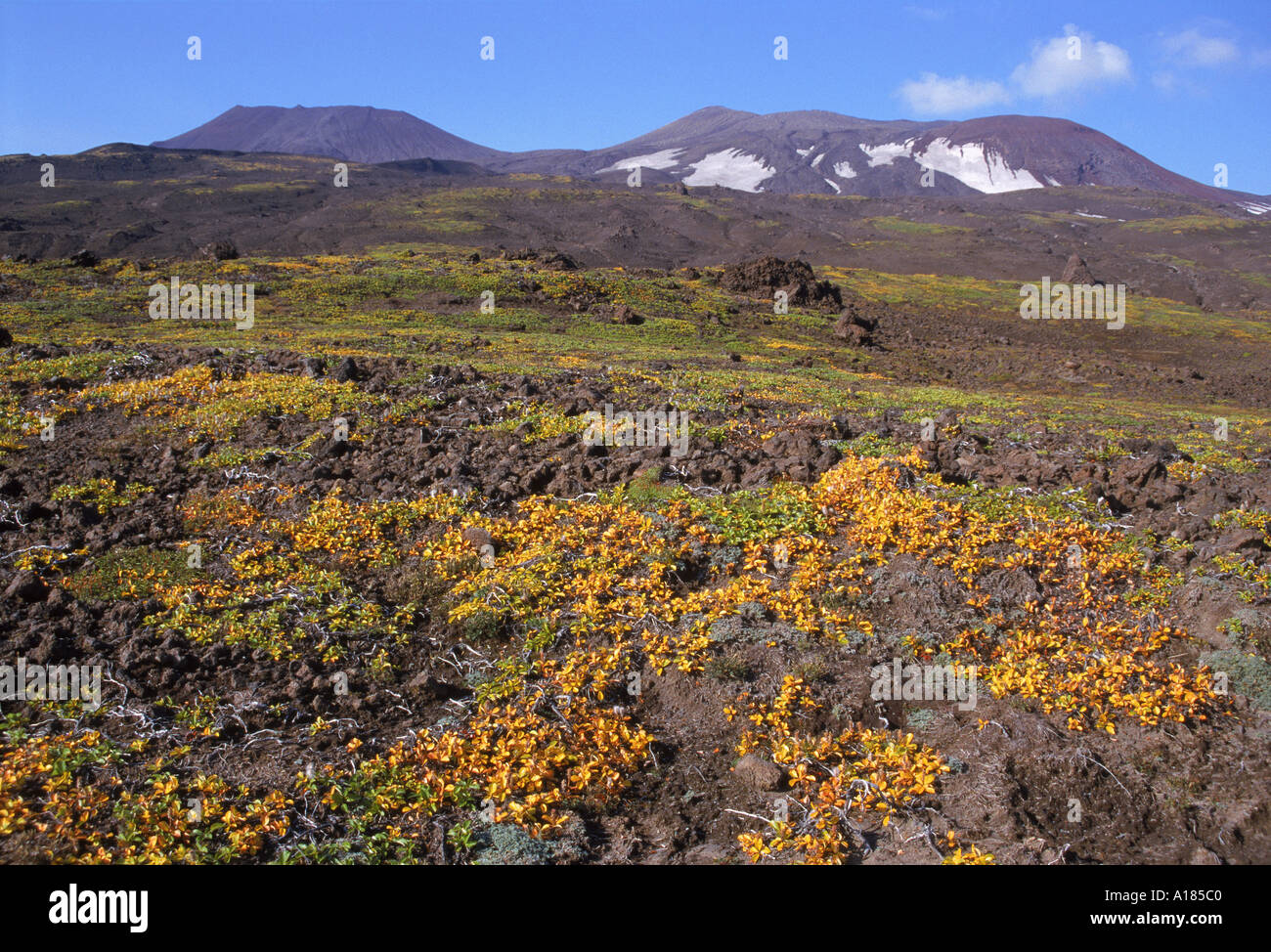 Tundra plants on the slopes of Gorely volcano basaltic shield with ...