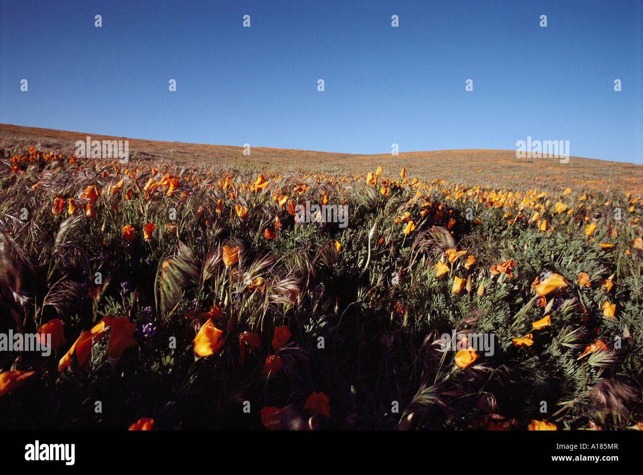 Lancaster poppy reserve hi-res stock photography and images - Alamy