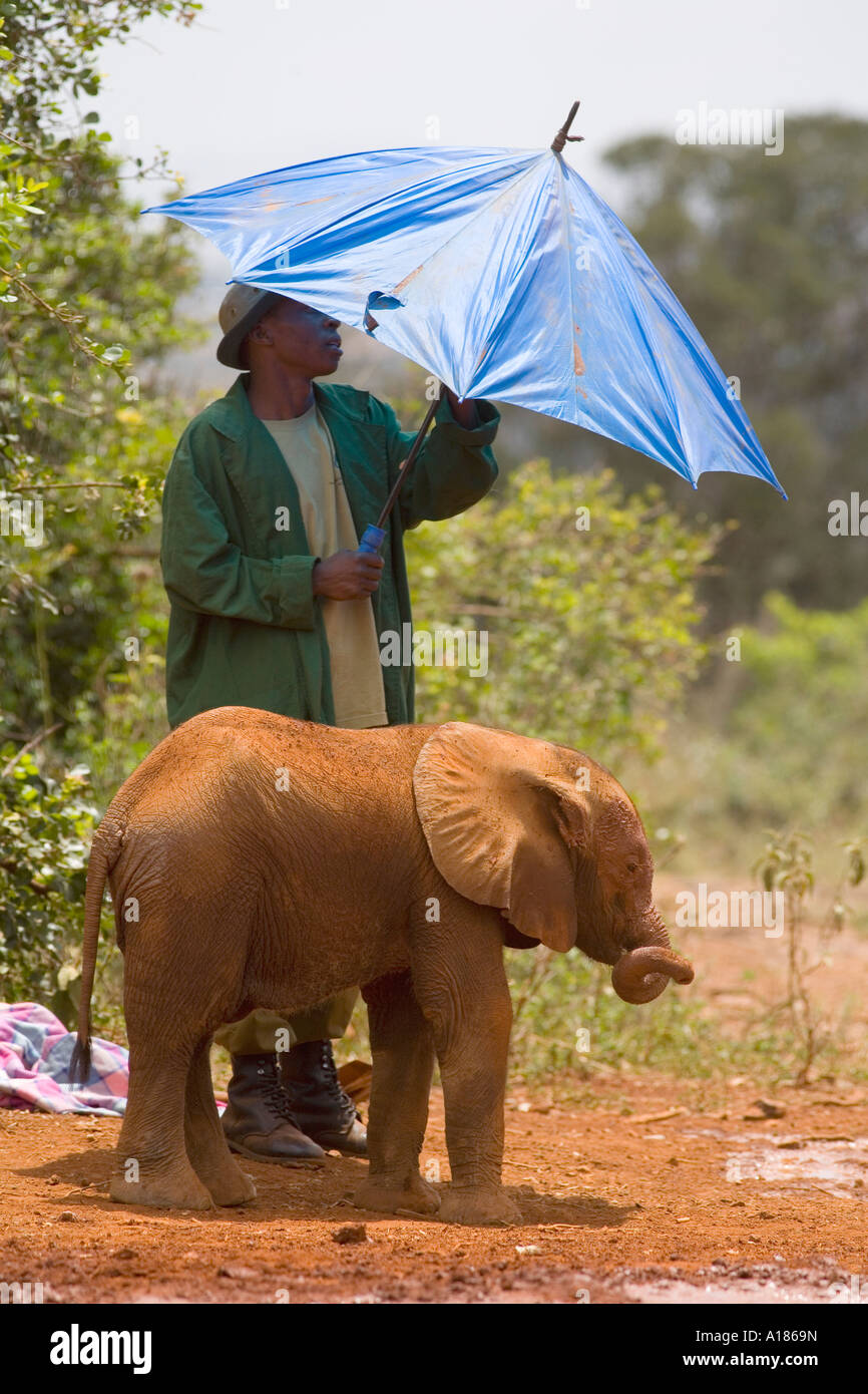 Orphan baby African elephant with keeper at the David Sheldrick ...