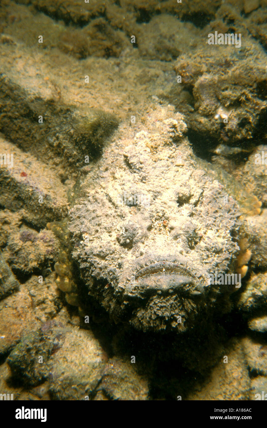 Camouflage techniques hi-res stock photography and images - Alamy