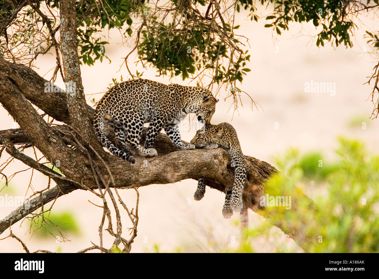 Animal sleeping in tree hi-res stock photography and images - Alamy