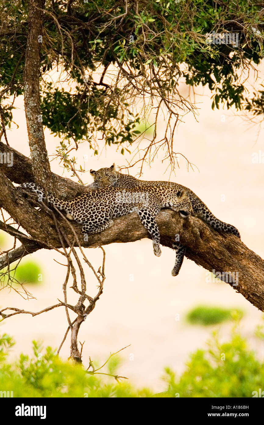Animal sleeping in tree hi-res stock photography and images - Alamy