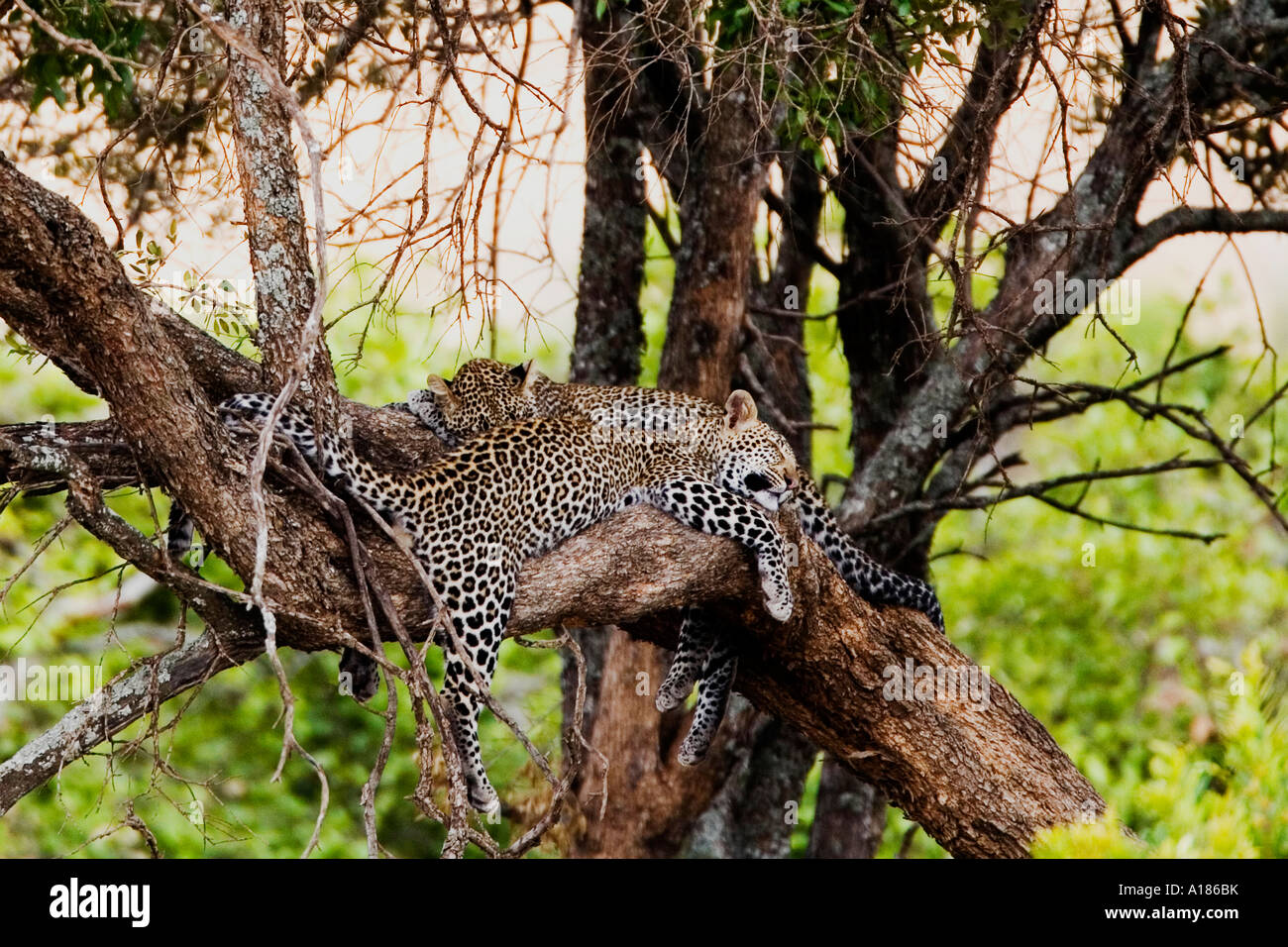Leopard in tree hi-res stock photography and images - Alamy