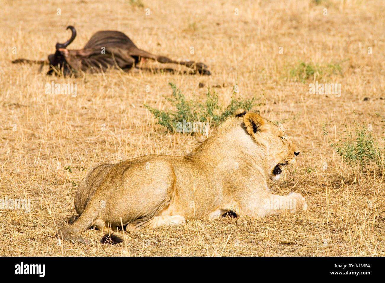 Dead predator hi-res stock photography and images - Alamy