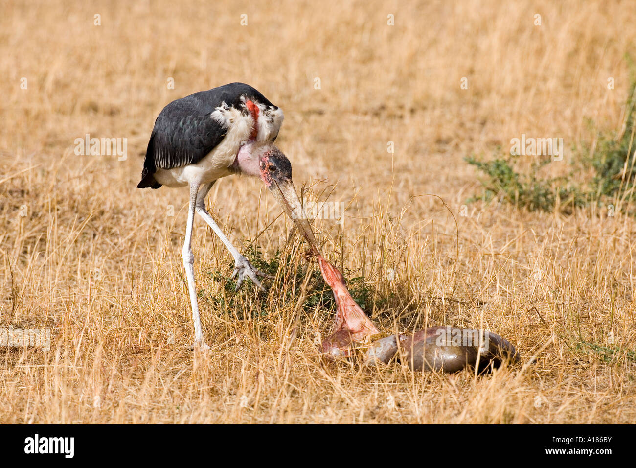 Marabou stork Leptoptilos Crumeniferus eating offal from a wildebeest ...