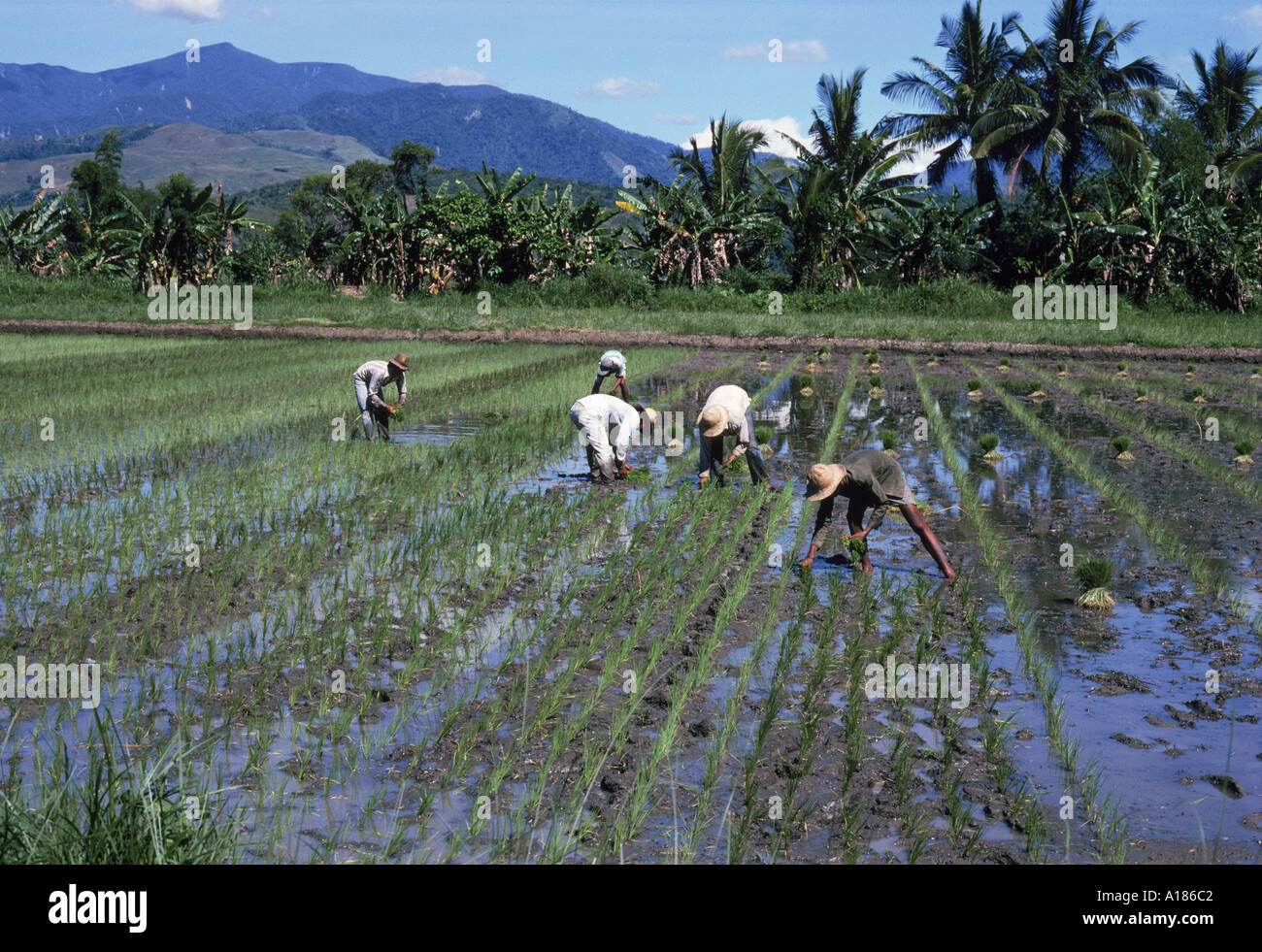 Men in fields planting rice in north Luzon Philippines Asia F J Jackson ...