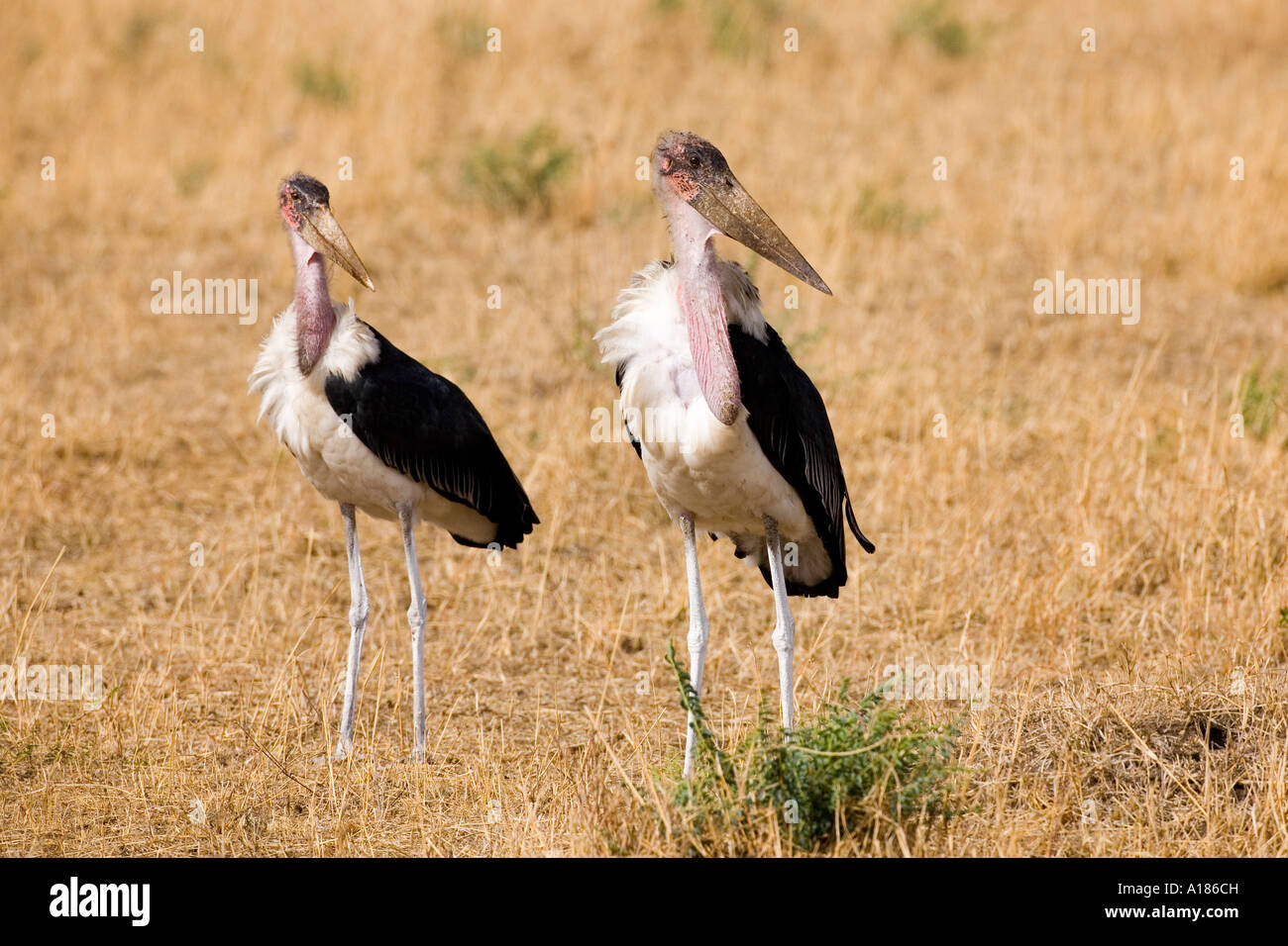 Two Marabou storks Leptoptilos crumeniferus in Masai Mara National ...